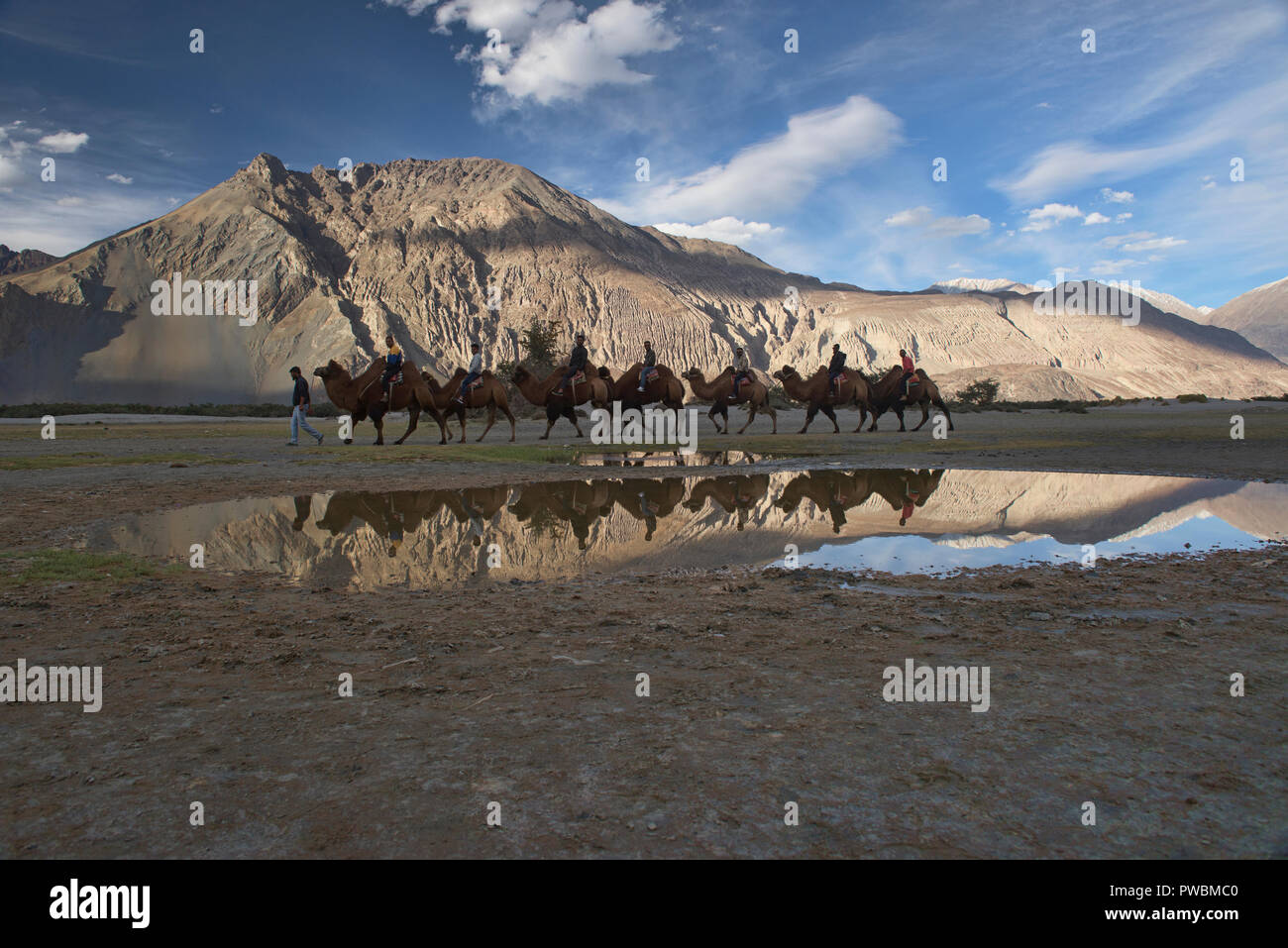 Bactrian camels in the Karakoram Mountains, Hundar, Nubra Valley ...
