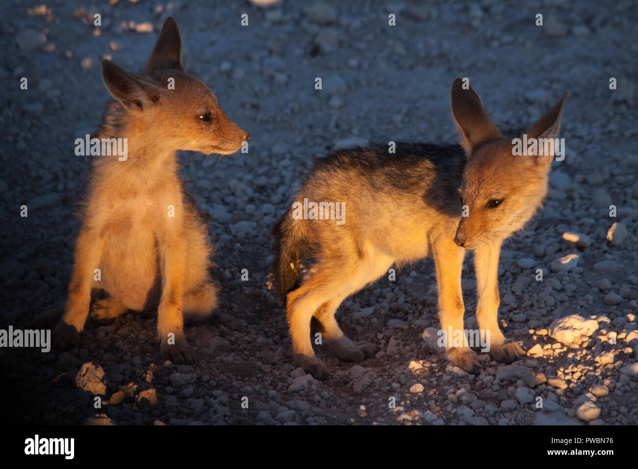 Cute black backed jackal puppy hi-res stock photography and images - Alamy