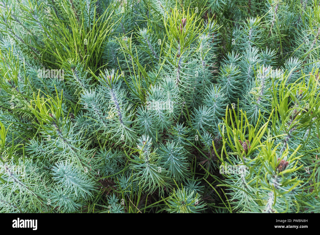 Hojas de pino hi-res stock photography and images - Alamy