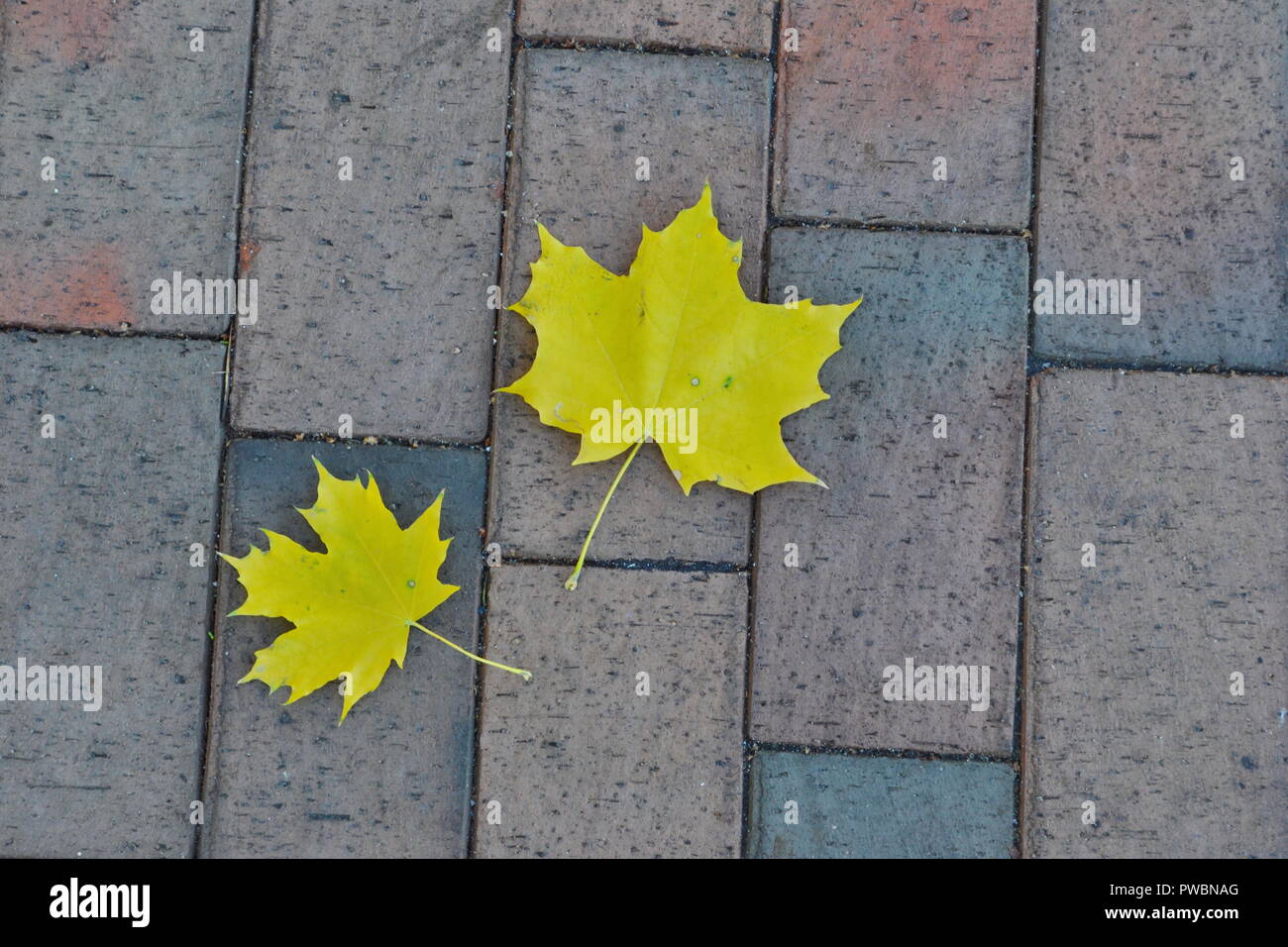 Two yellow maple leaves on the sidewalk of the city square Stock Photo ...