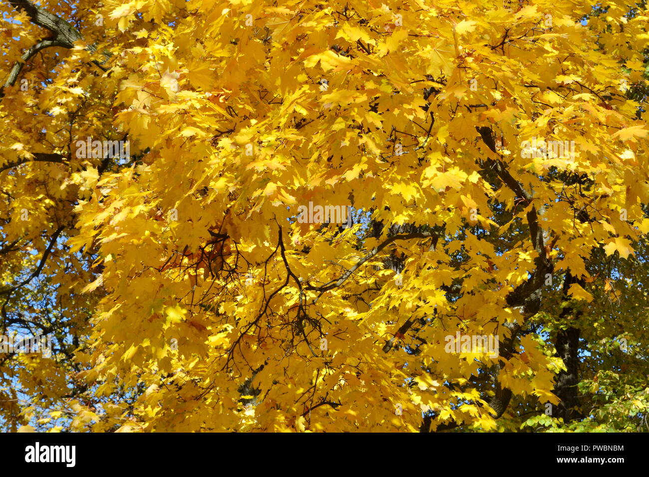 Background of bright yellow maple leaves on the tree Stock Photo - Alamy