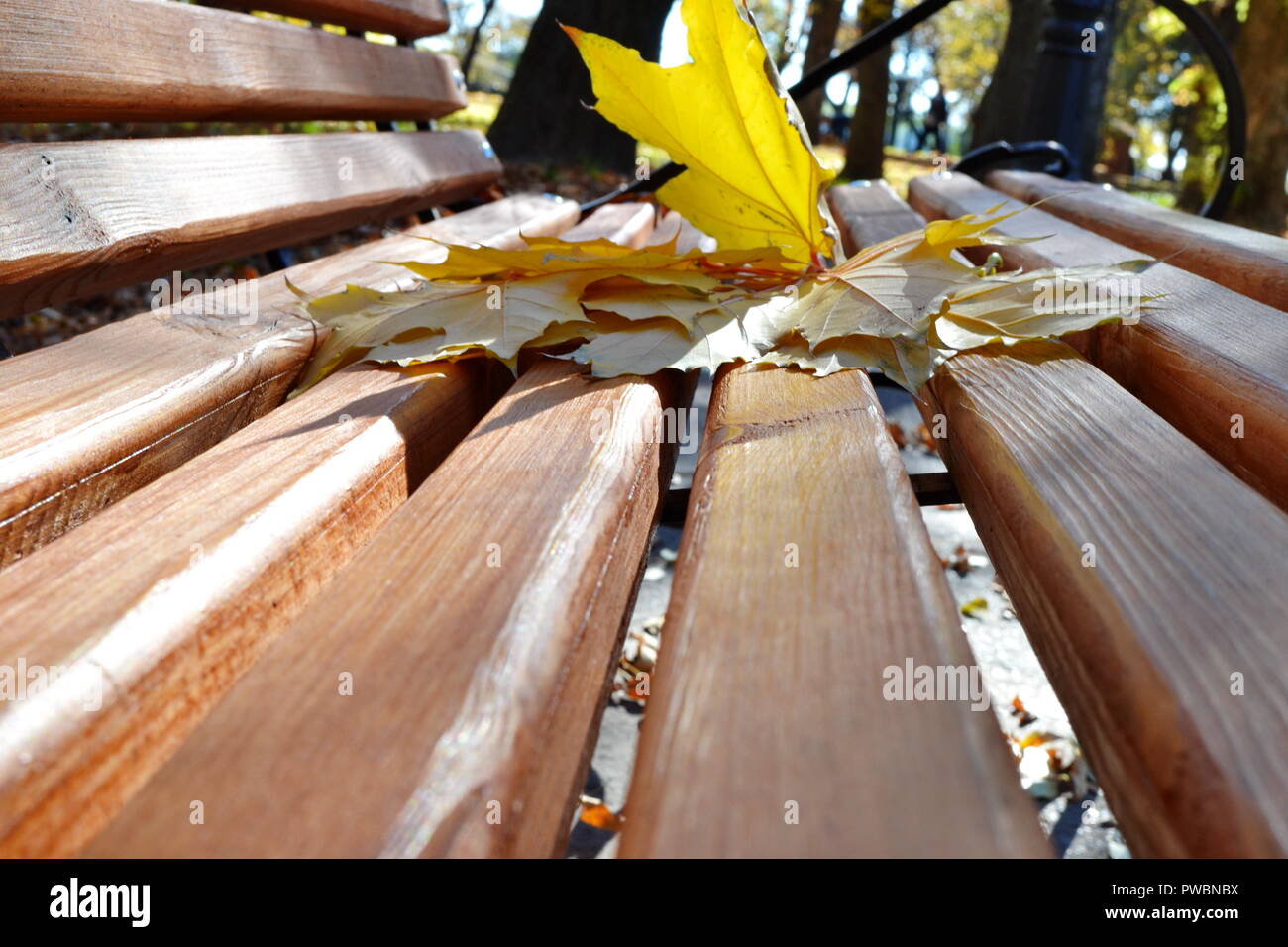 Maple bench hi-res stock photography and images - Alamy