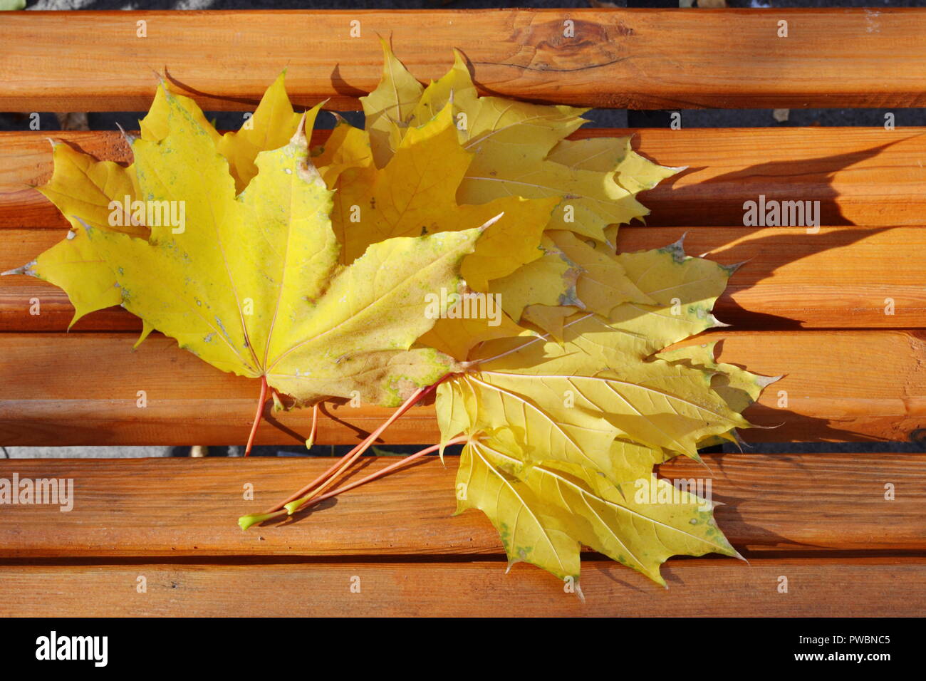 Tree bench hi-res stock photography and images - Alamy