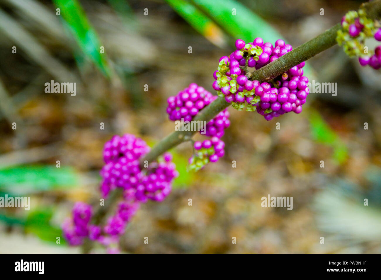 Seaberries hi-res stock photography and images - Alamy