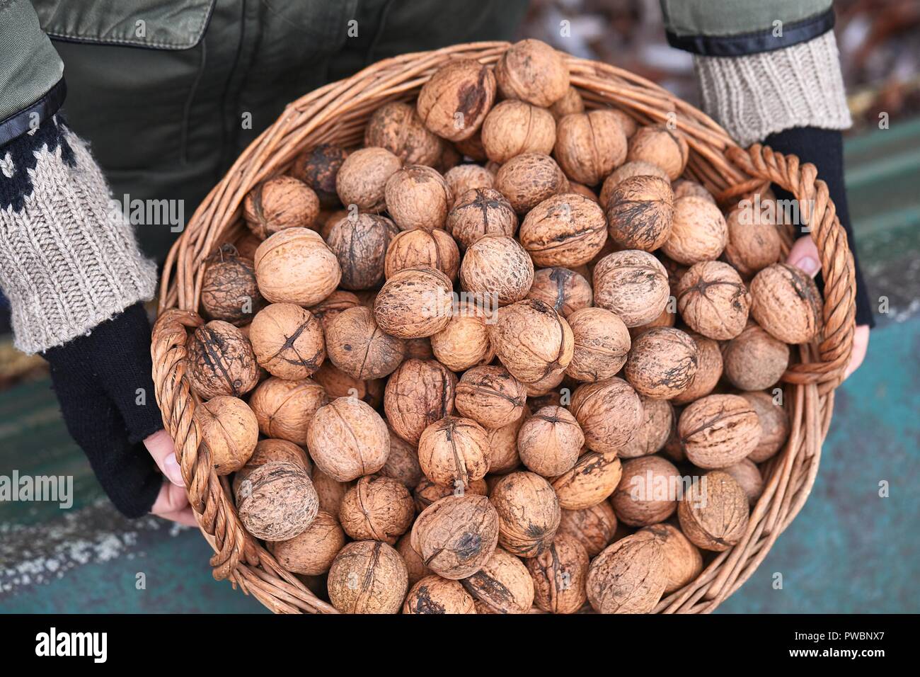 Collecting walnuts in a basket Stock Photo - Alamy