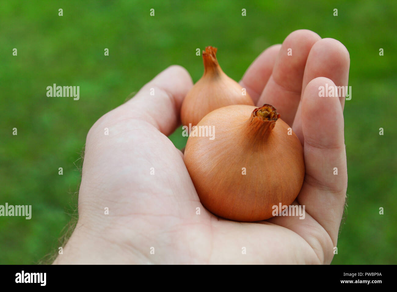 Person holding two fresh onions in hand. Organic vegetable on green ...