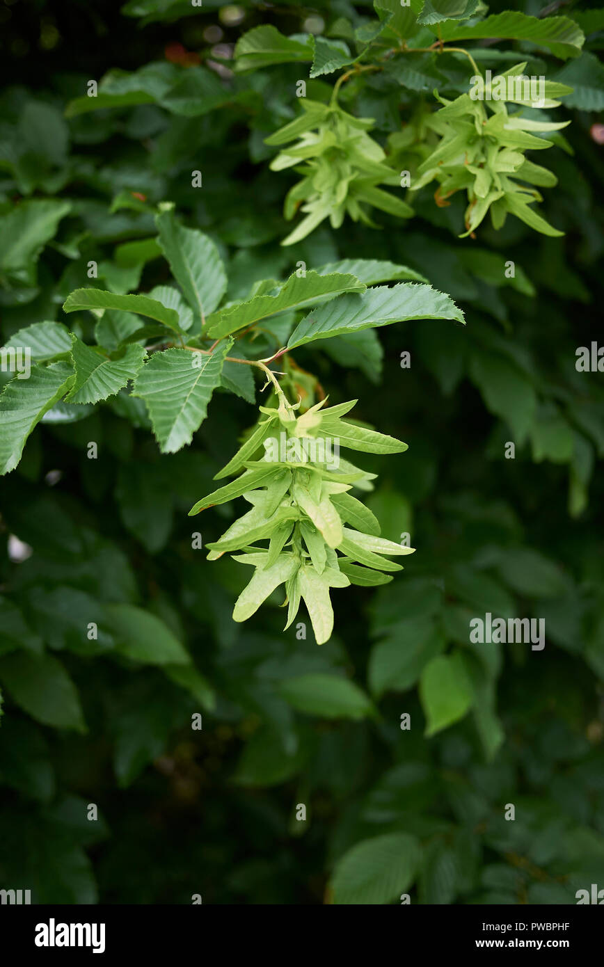 Carpinus betulus close up Stock Photo - Alamy