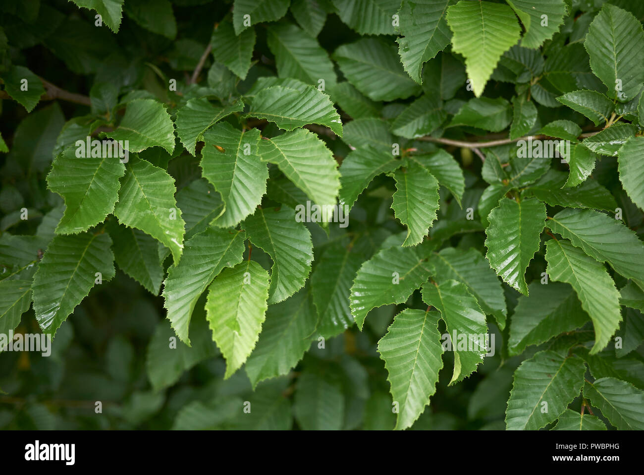 Carpinus betulus close up Stock Photo - Alamy