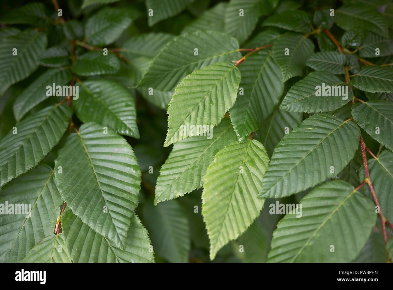 Carpinus betulus close up Stock Photo - Alamy