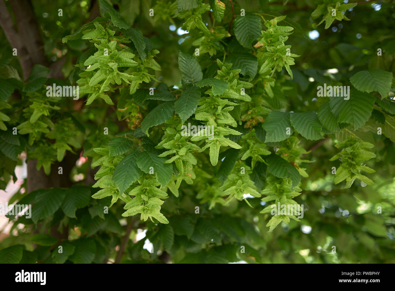 Carpinus betulus close up Stock Photo - Alamy