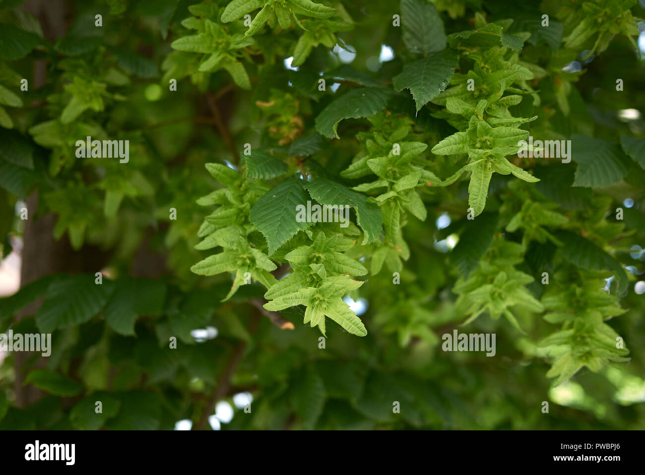 Carpinus betulus close up Stock Photo - Alamy