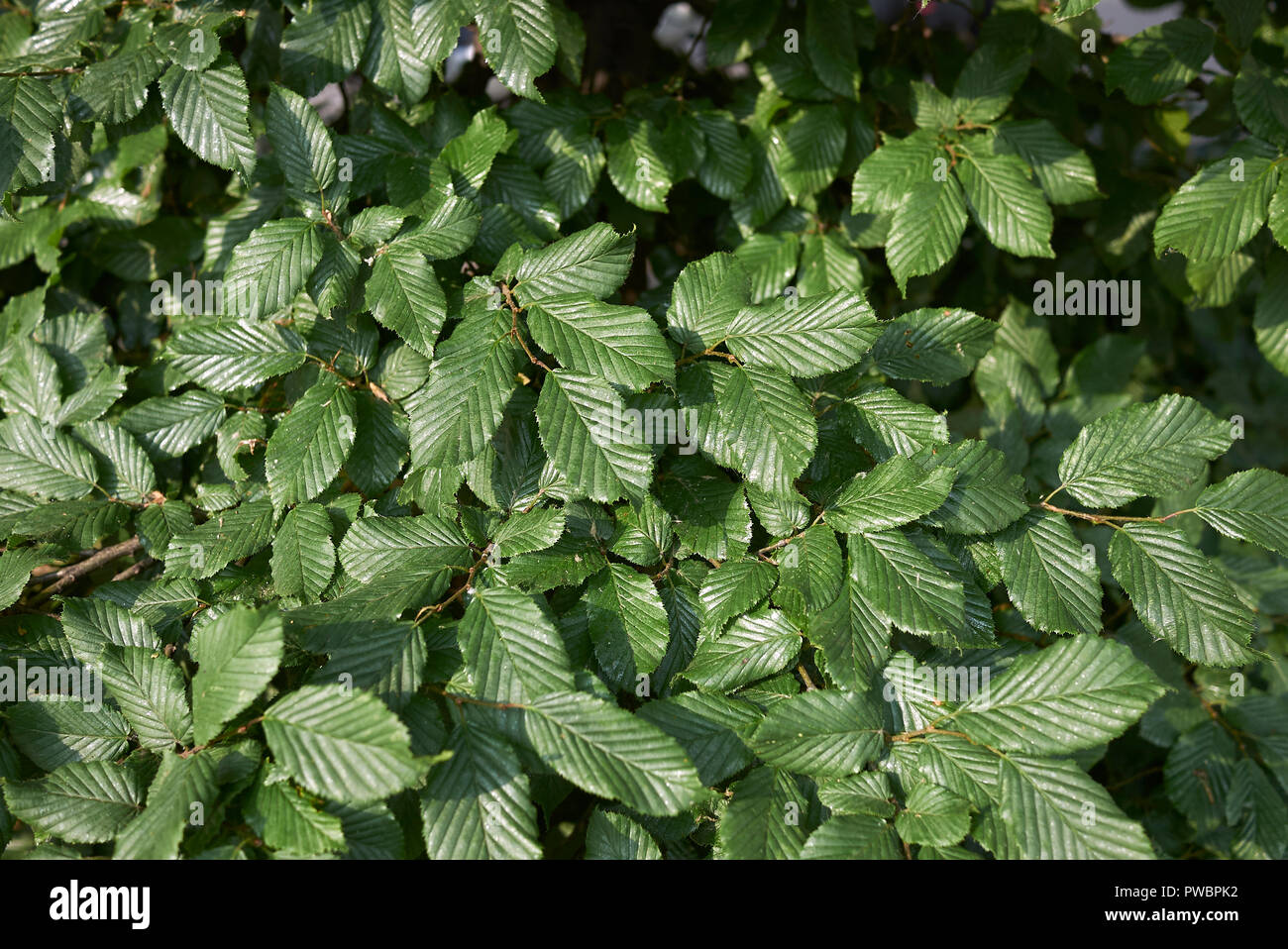 Carpinus betulus close up Stock Photo - Alamy