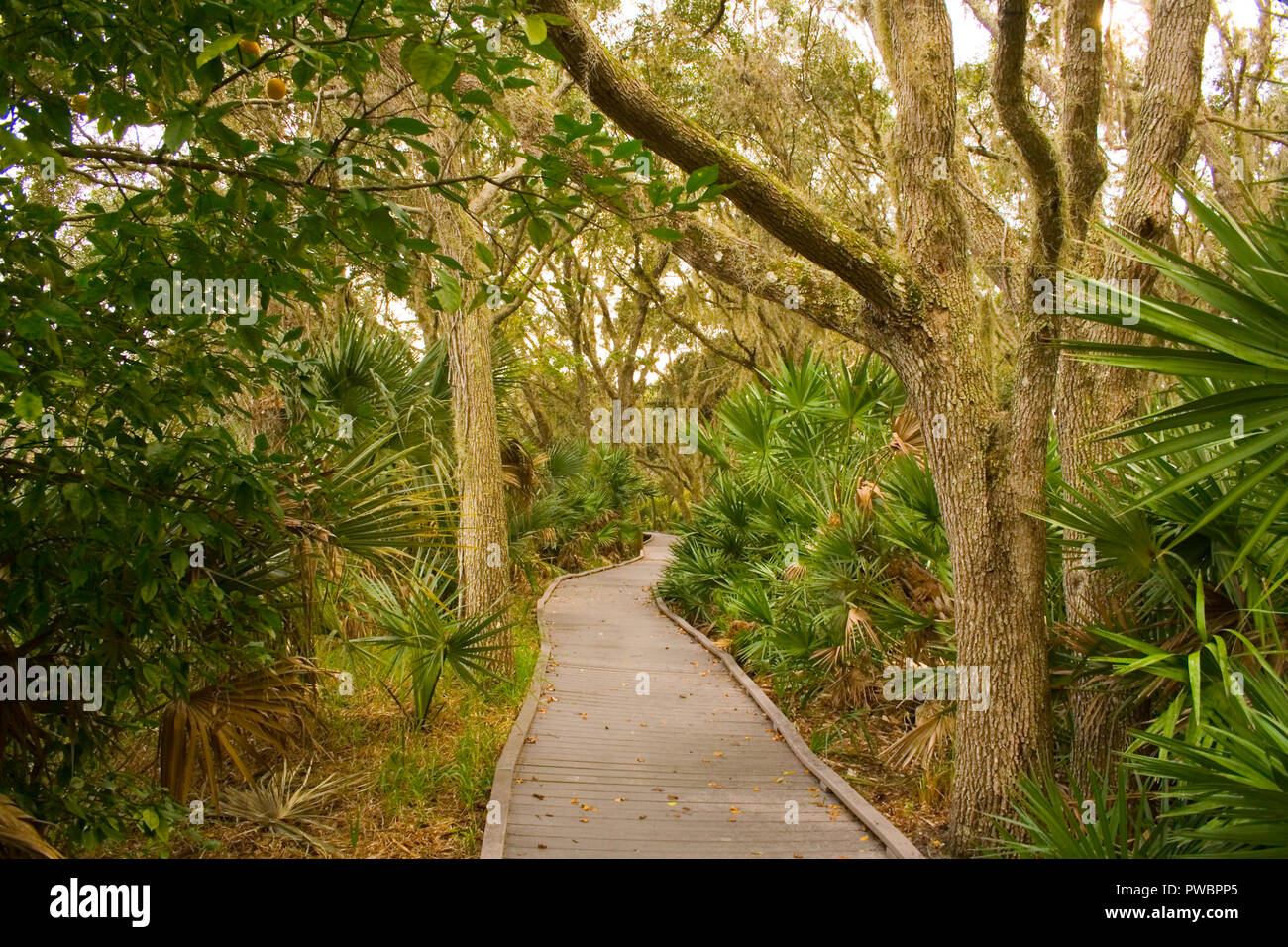 Merritt Island path, Florida Stock Photo - Alamy