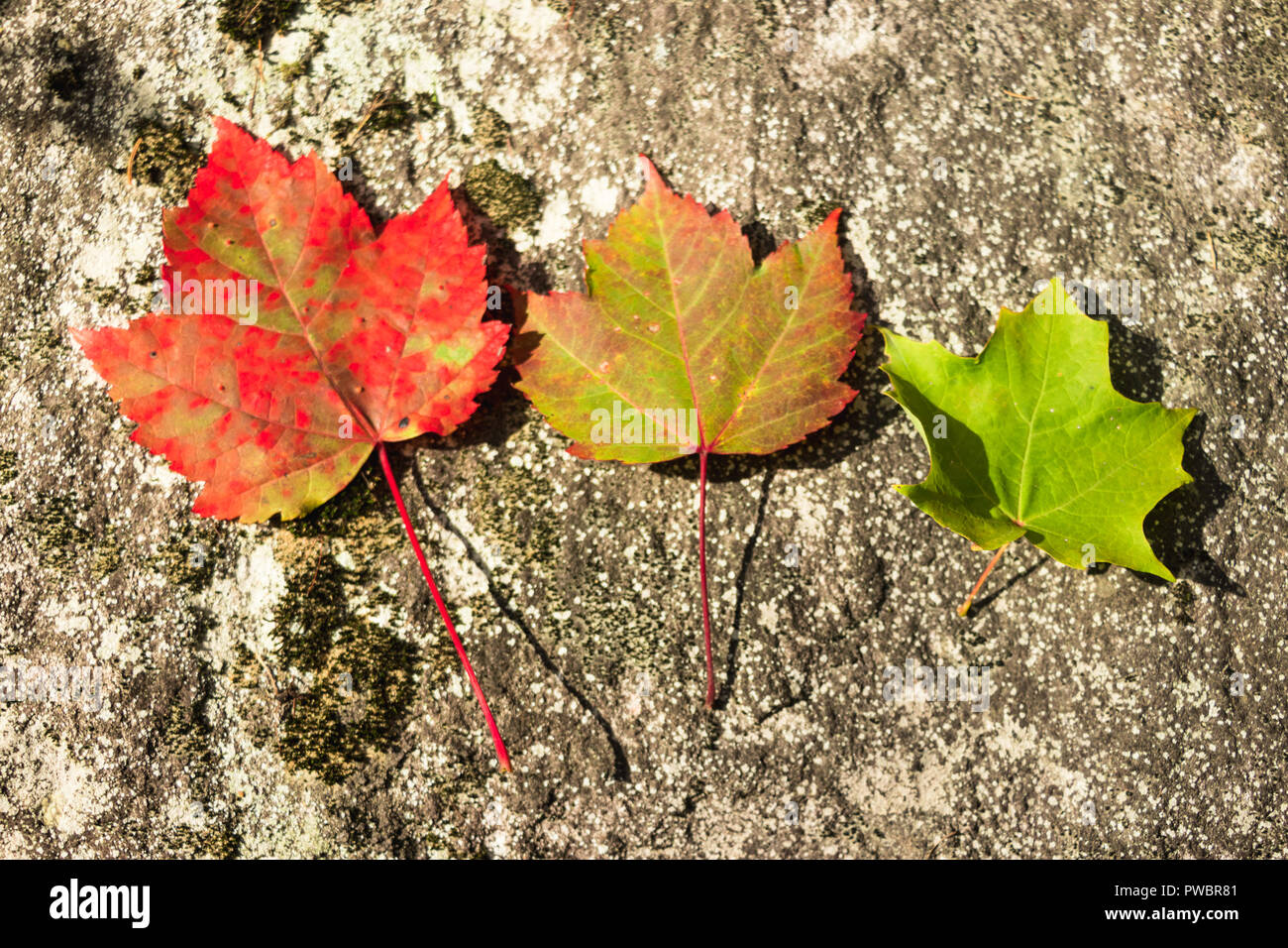Three autumn leaves - variation of colors from Red to Green. Grey ...