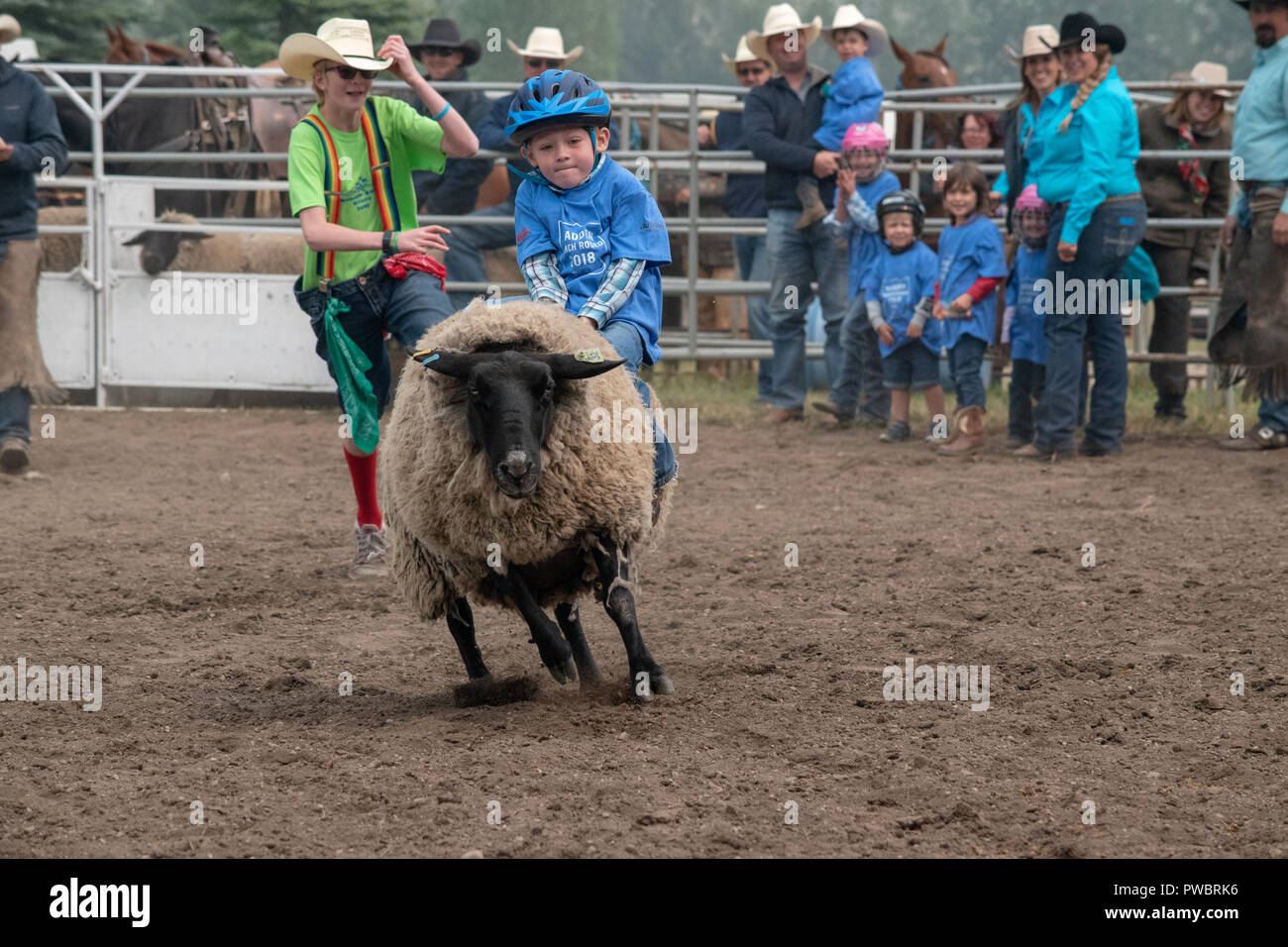 Kids participate in the mutton busting / sheep riding competition at ...