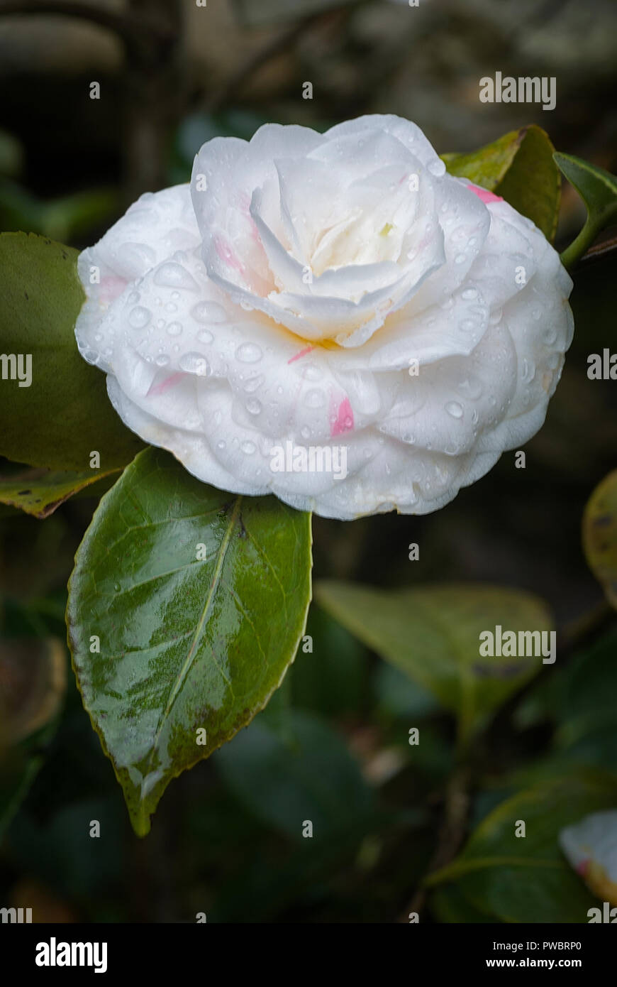 Giuseppina mercatelli hi-res stock photography and images - Alamy