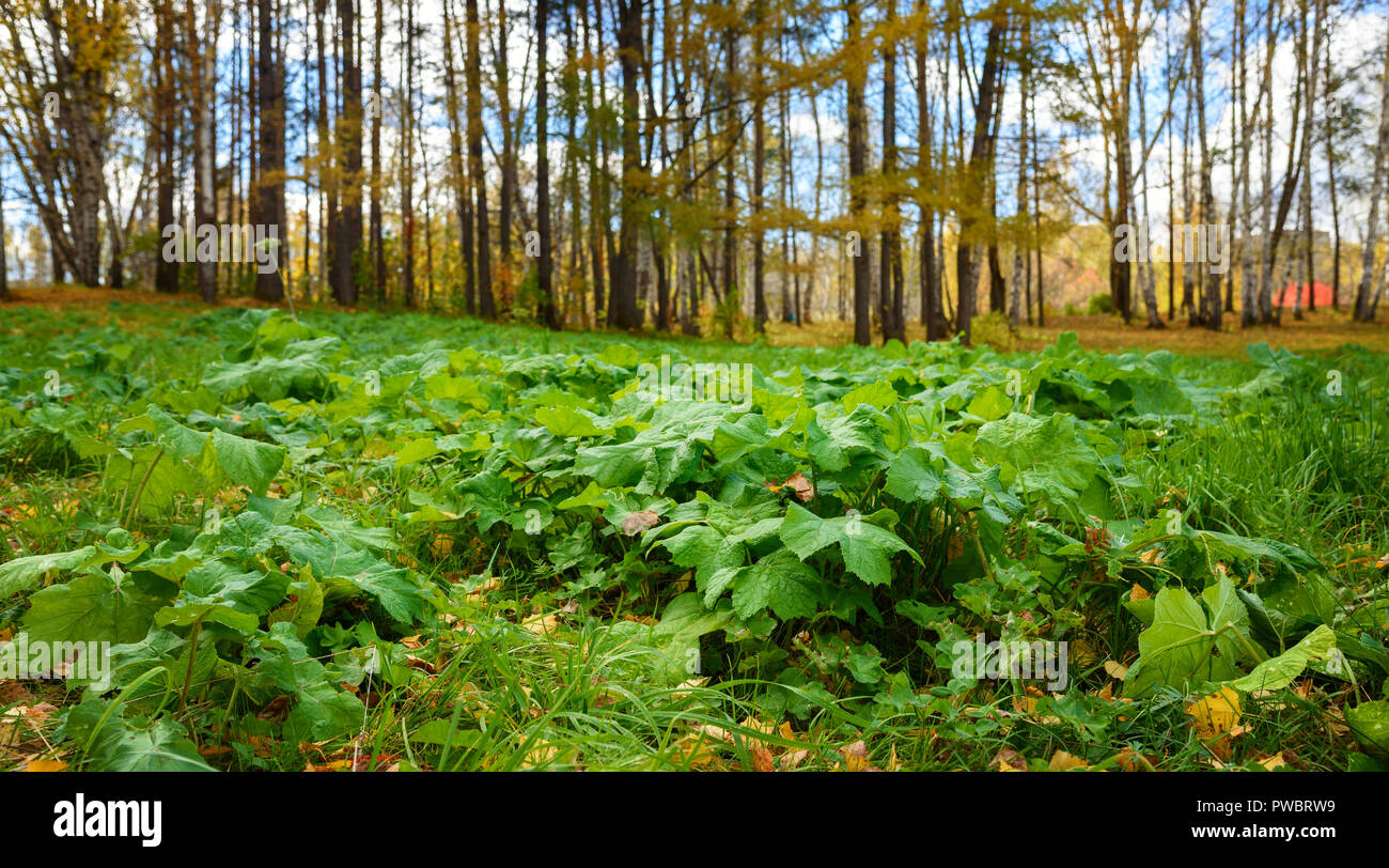 Ground Level View of Green Plants and Fall Forest at Sunny Day in ...