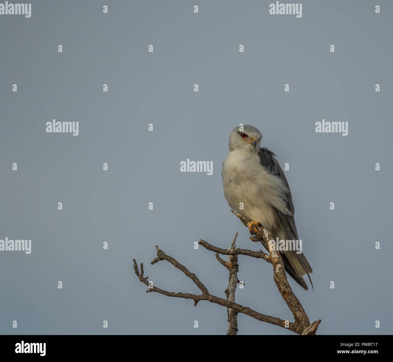 Black shouldered kite perched on branch hi-res stock photography and ...