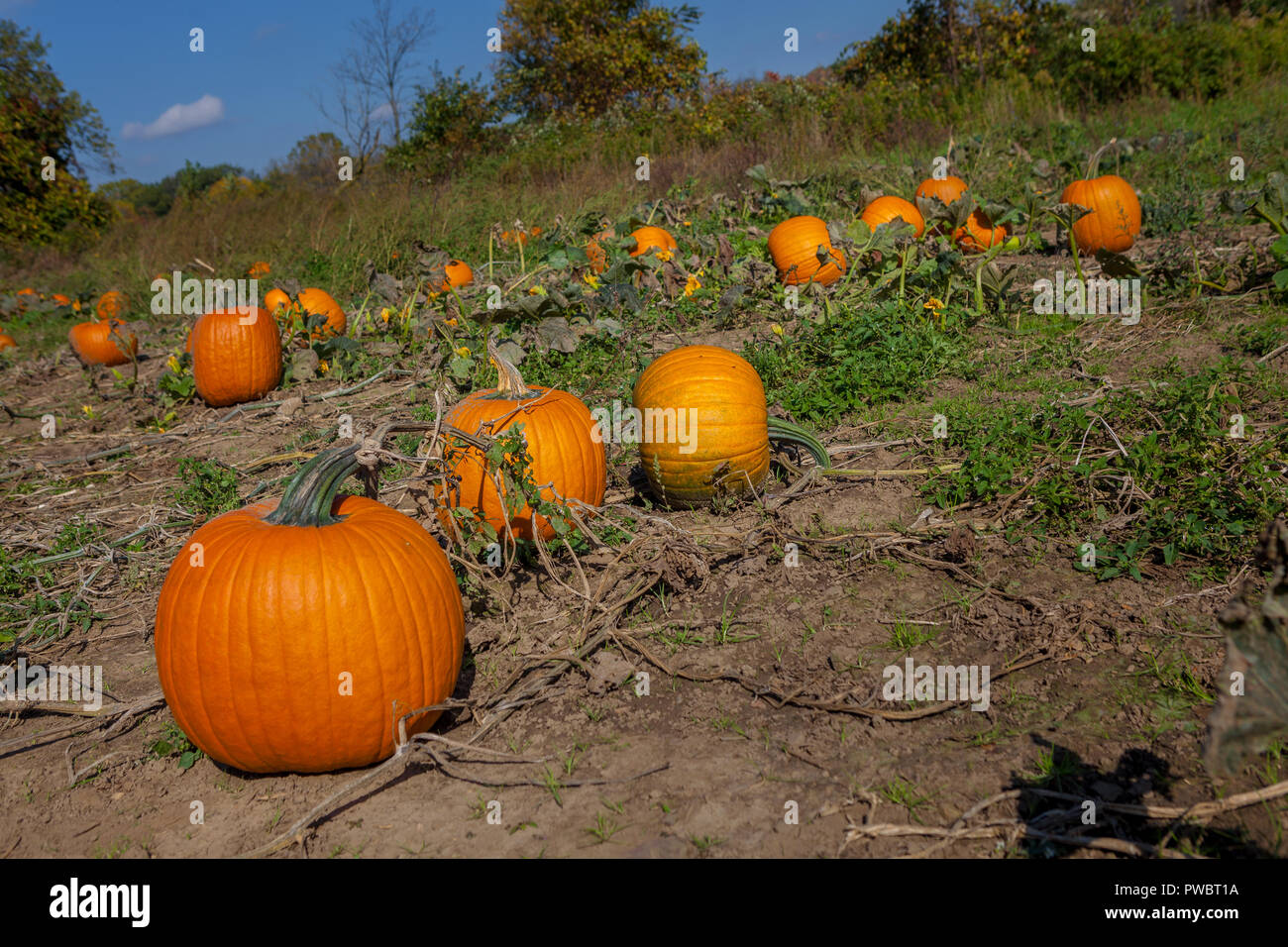 Hamilton, CANADA - October 14, 2018: orange pumpkins at outdoor pumpkin ...