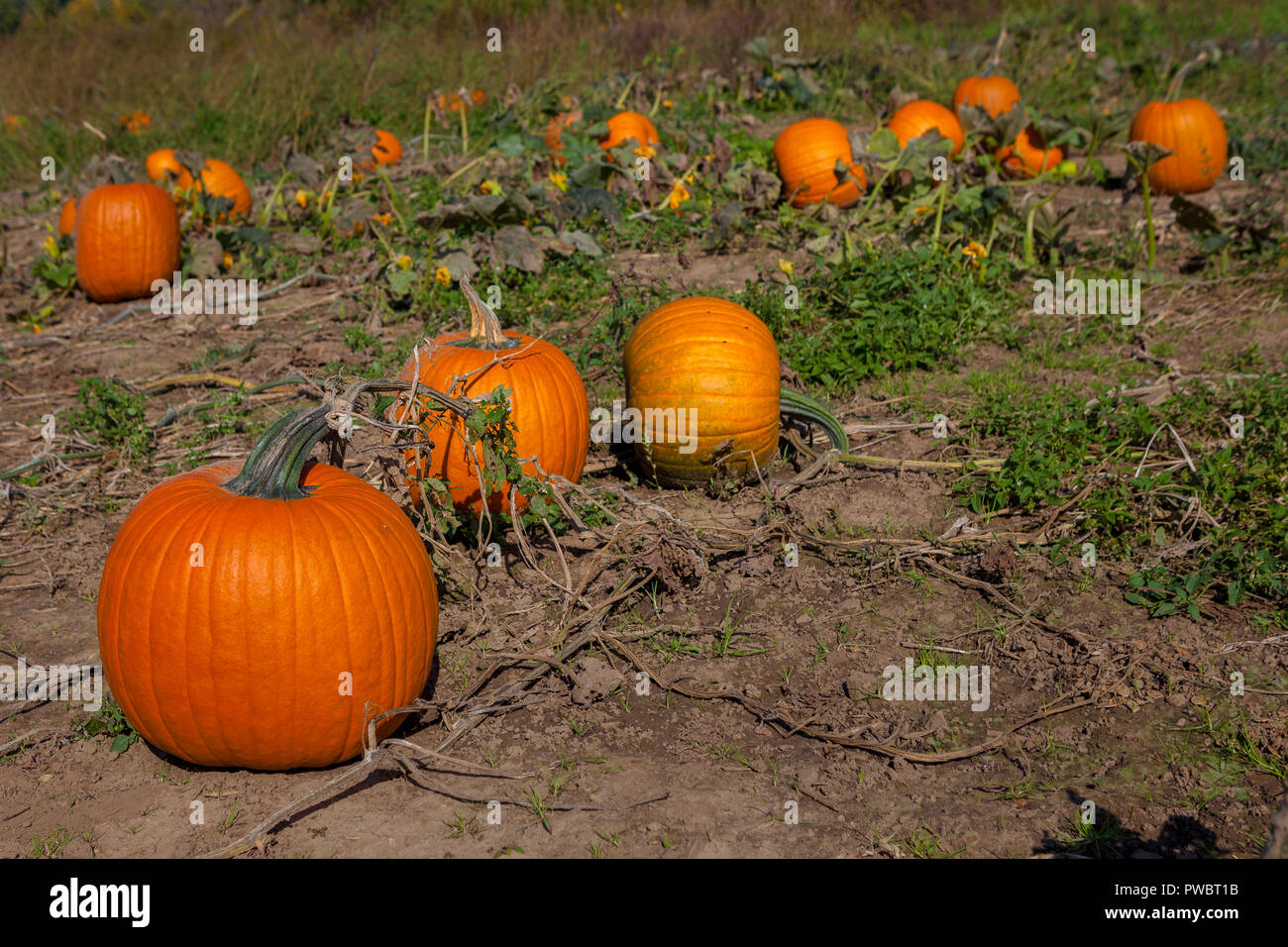 Hamilton, CANADA - October 14, 2018: orange pumpkins at outdoor pumpkin ...