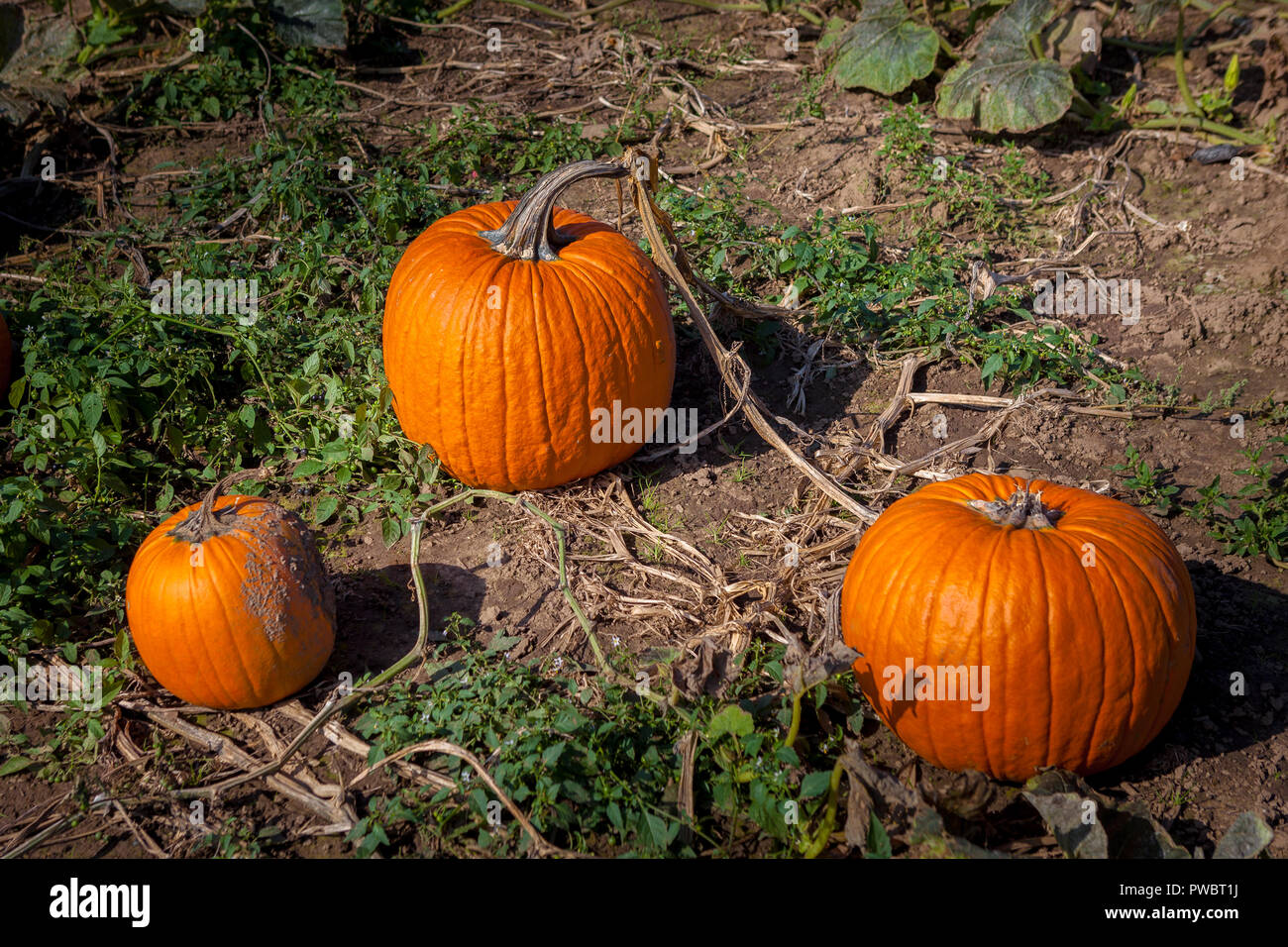 Hamilton, CANADA - October 14, 2018: orange pumpkins at outdoor pumpkin ...