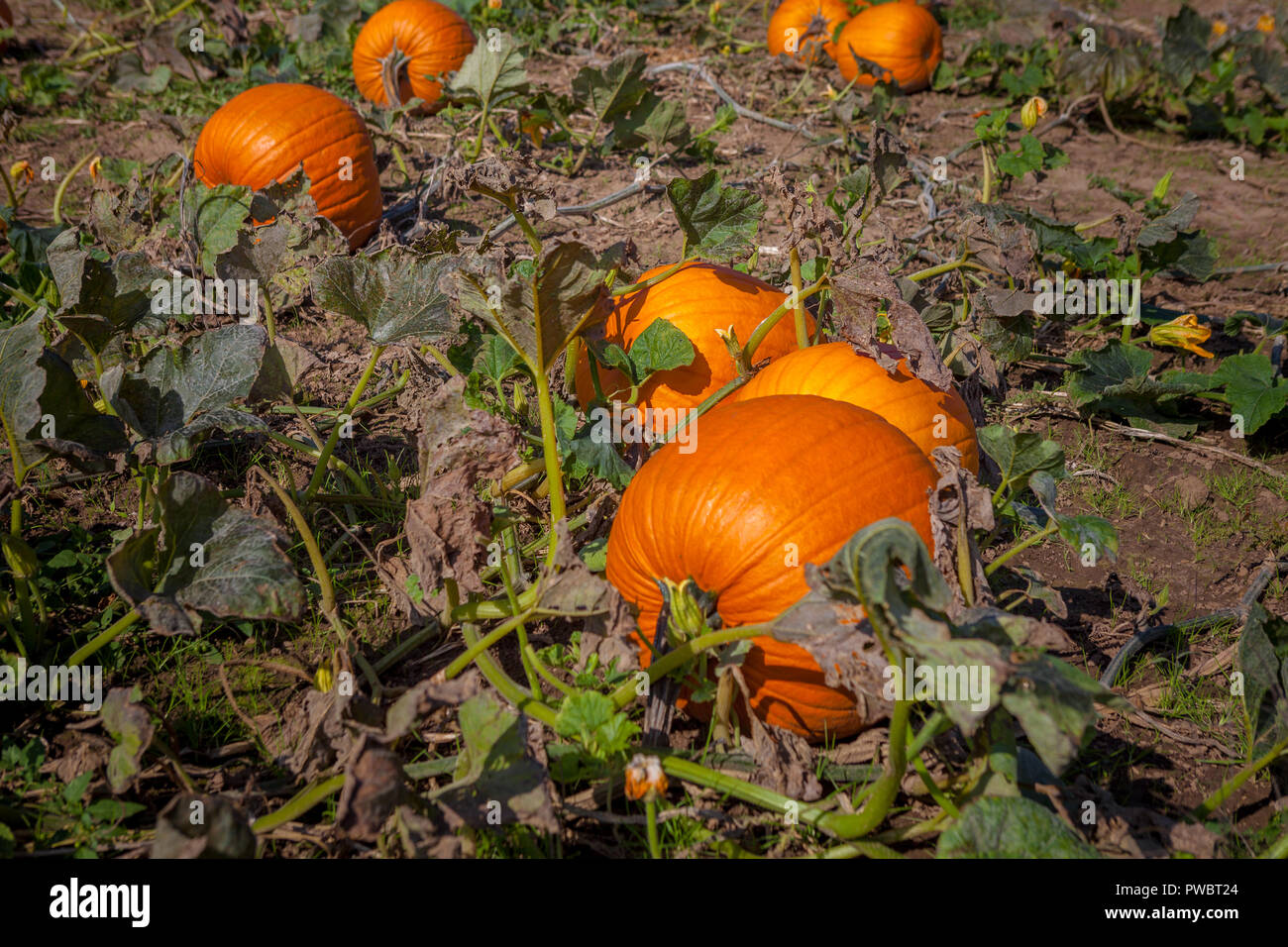 Hamilton, CANADA - October 14, 2018: orange pumpkins at outdoor pumpkin ...