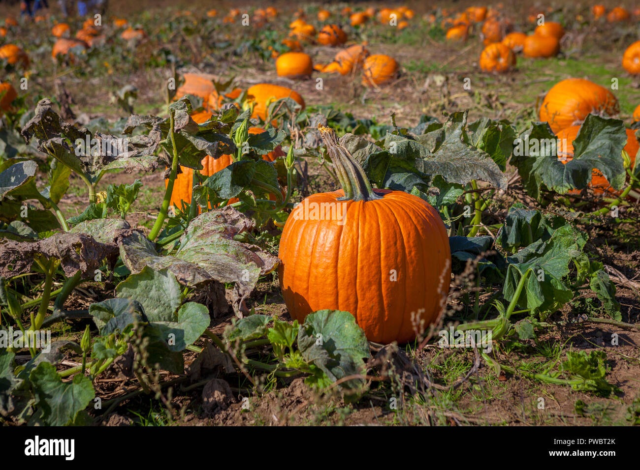 Hamilton, CANADA - October 14, 2018: orange pumpkins at outdoor pumpkin ...