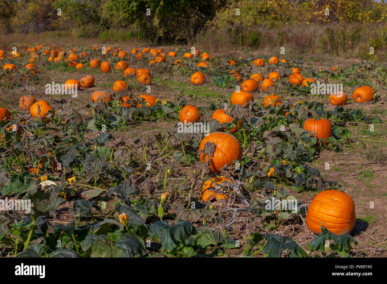 Hamilton, CANADA - October 14, 2018: orange pumpkins at outdoor pumpkin ...