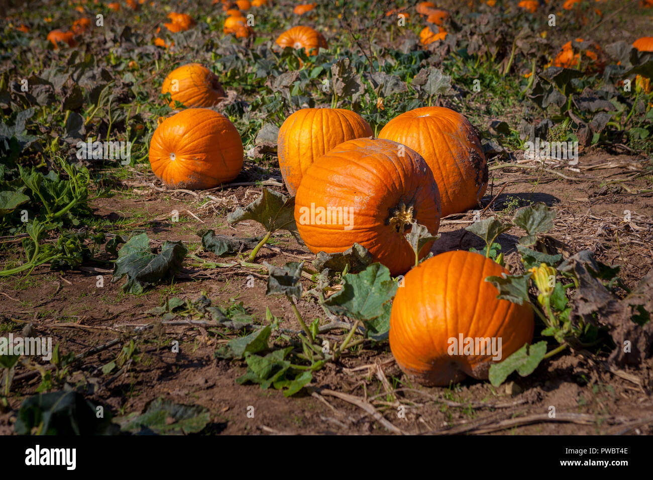 Hamilton, CANADA - October 14, 2018: orange pumpkins at outdoor pumpkin ...