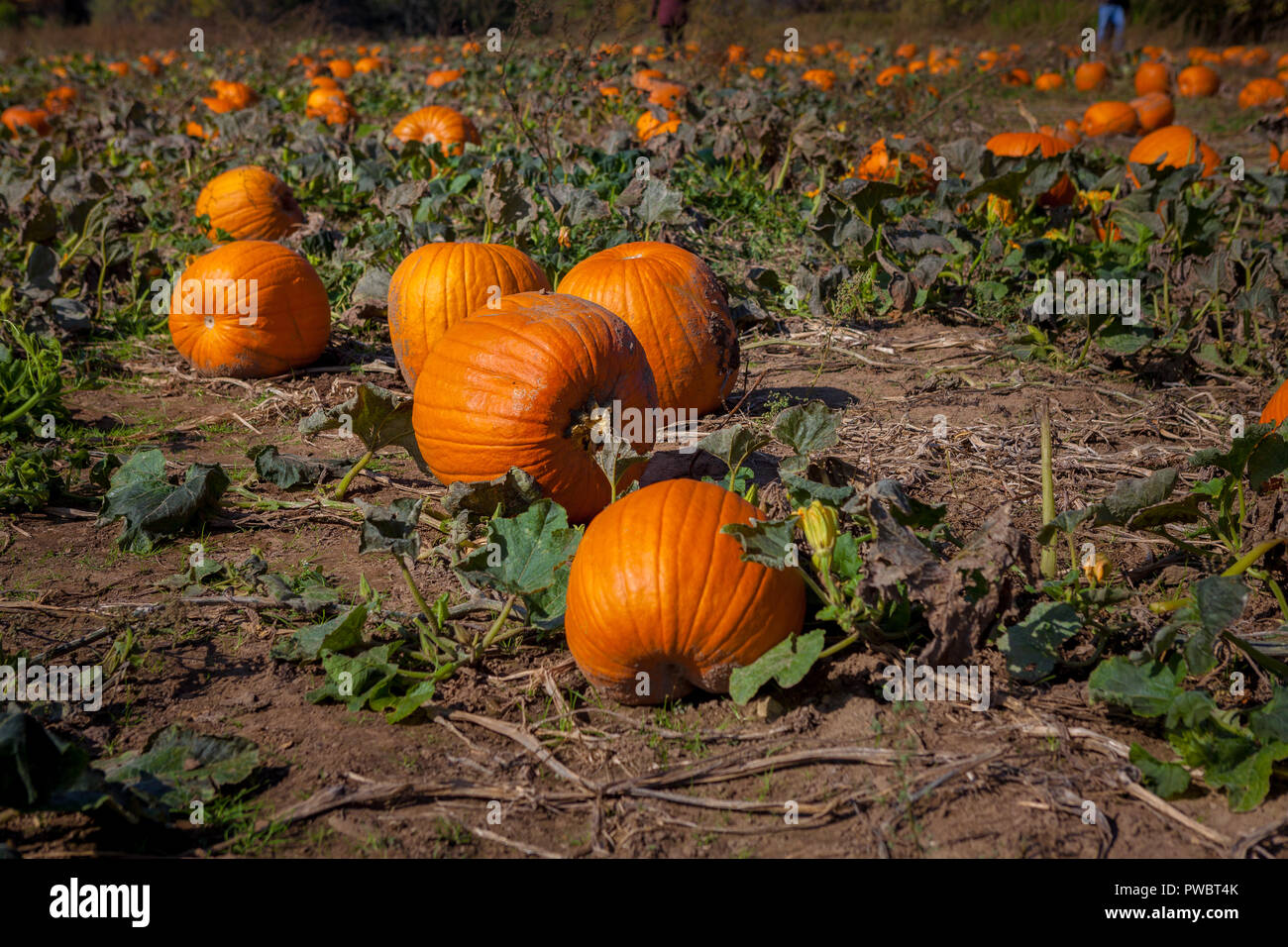Hamilton, CANADA - October 14, 2018: orange pumpkins at outdoor pumpkin ...