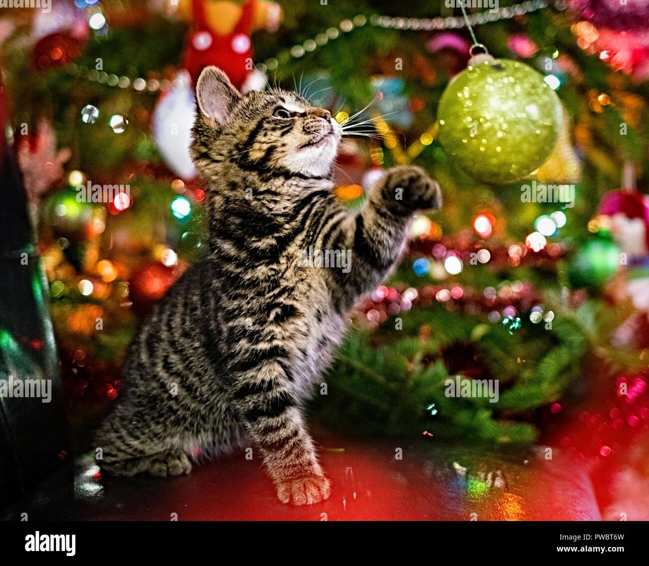 Kitten playing christmas hi-res stock photography and images - Alamy