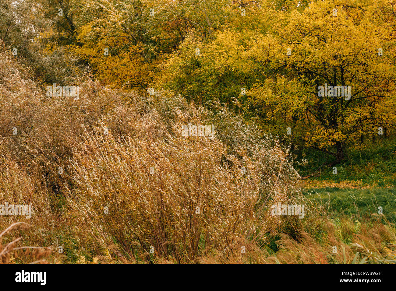 Orange yellow tree leaf forest autumn beauty nature Stock Photo - Alamy