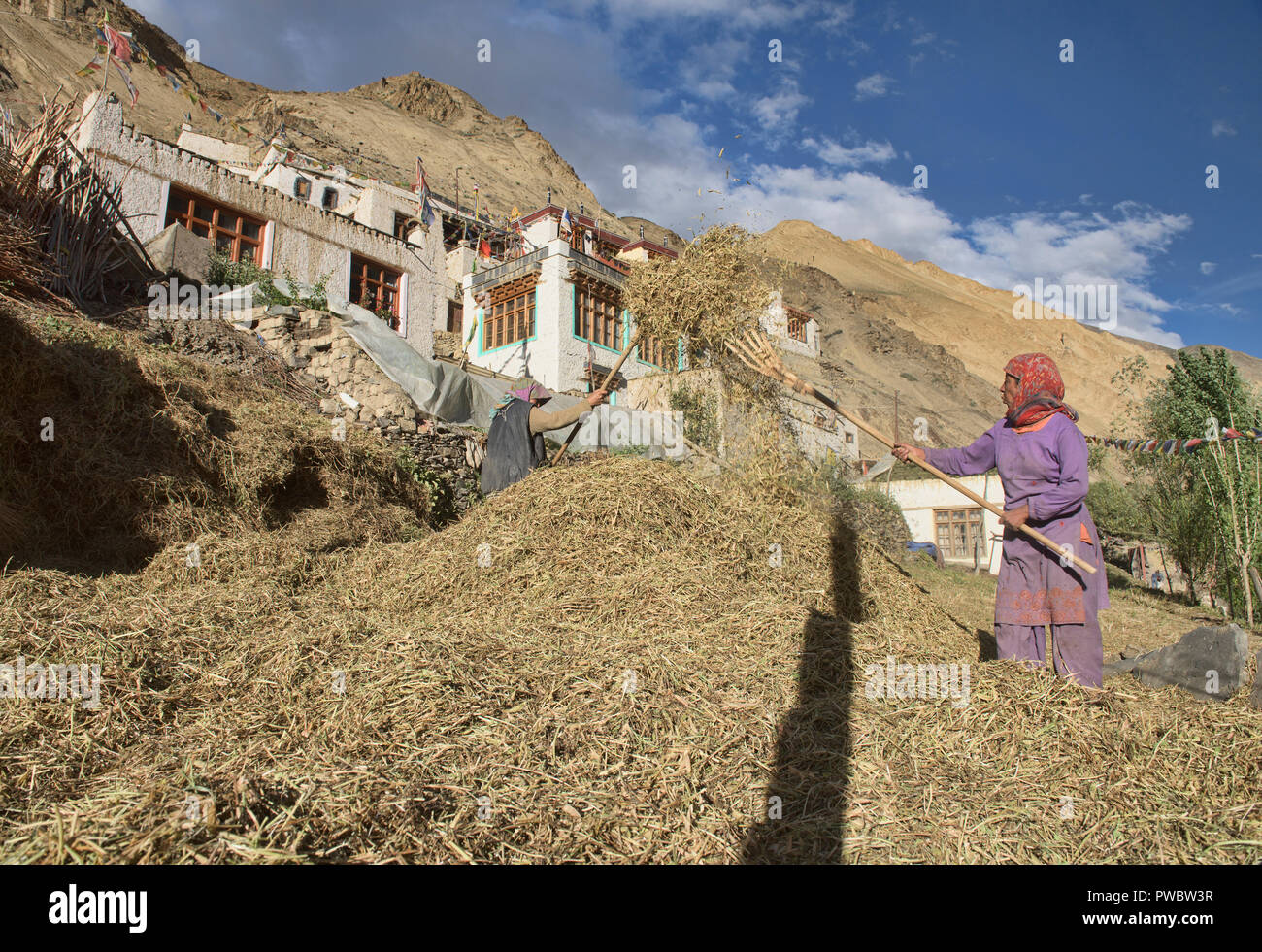 Barley harvest in Hinju village, Ladakh, India Stock Photo - Alamy