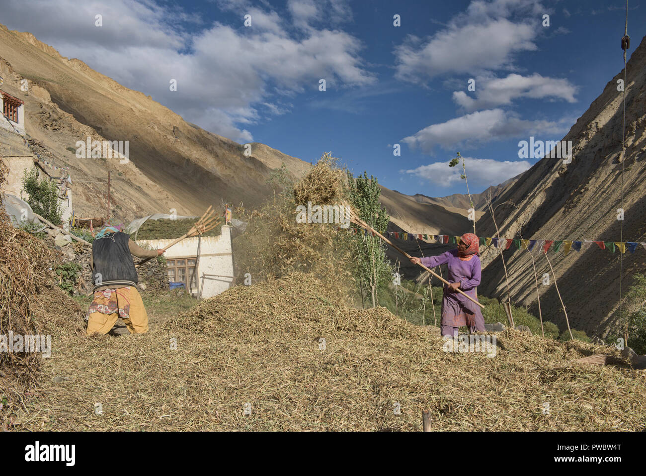Barley harvest in Hinju village, Ladakh, India Stock Photo - Alamy