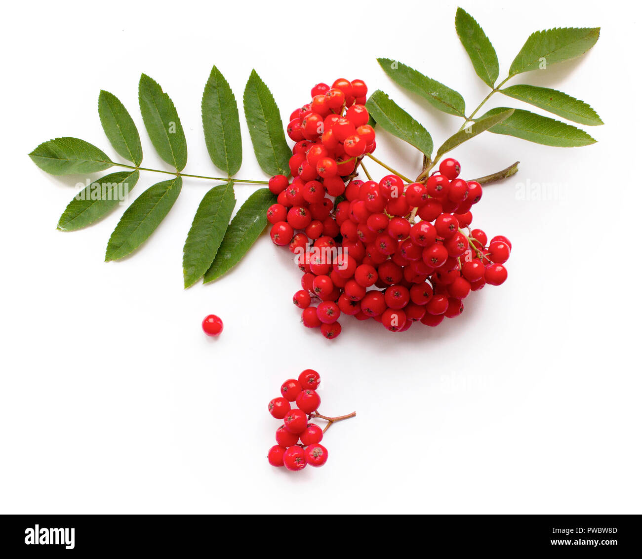 Sorbus rowan berry berries Cut Out Stock Images & Pictures - Alamy