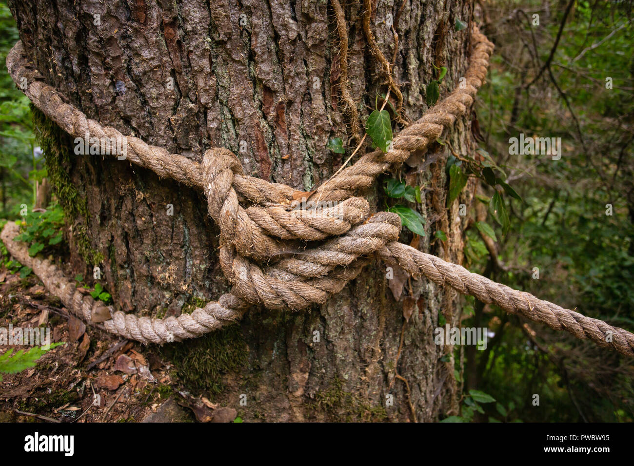 Rope Knot On The Tree Stock Photo Alamy
