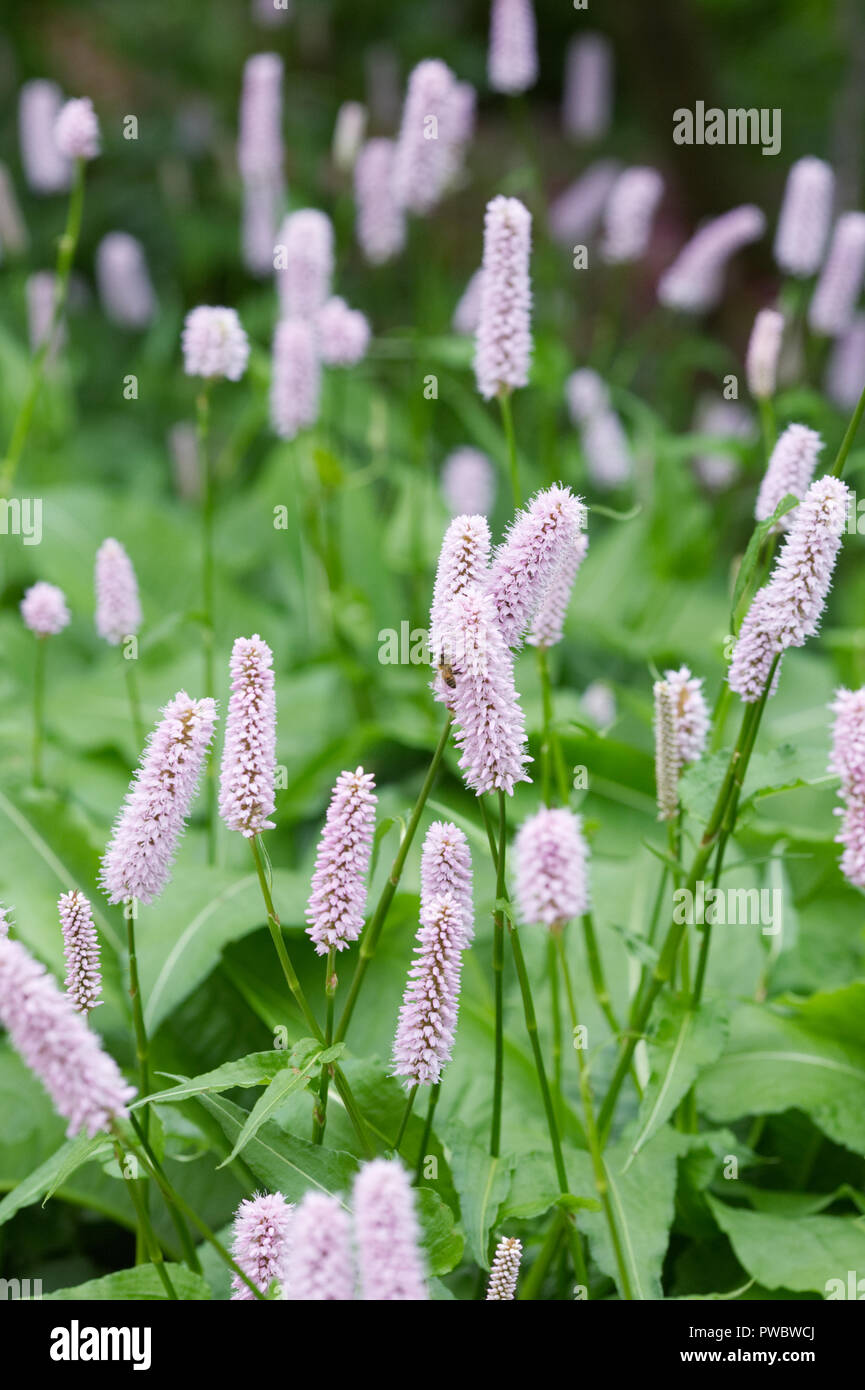 Persicaria bistorta 'Superba' flowers Stock Photo - Alamy