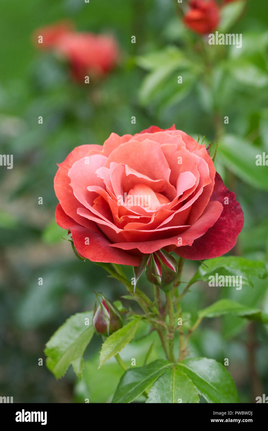 Hot colour flowers hi-res stock photography and images - Alamy