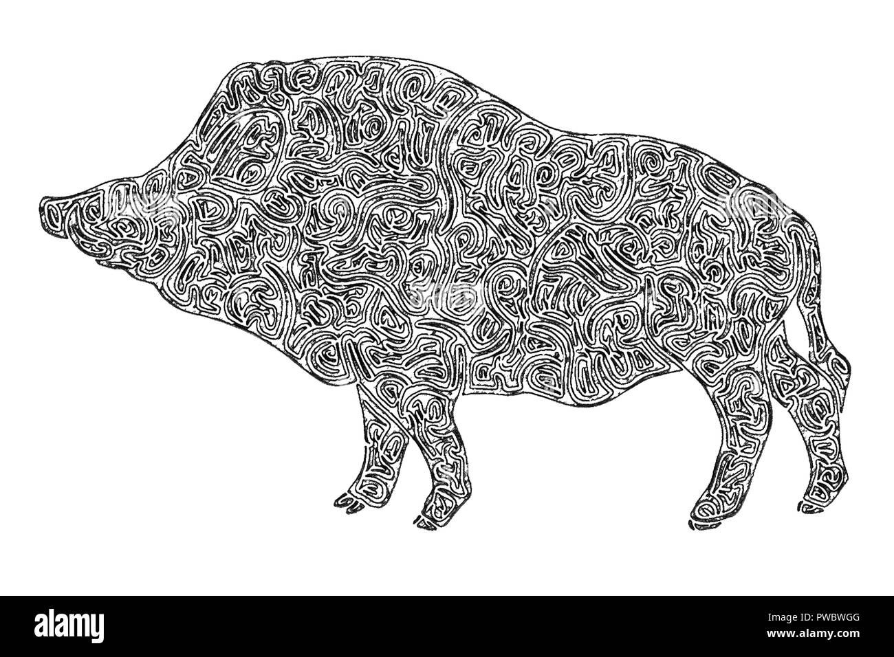 Pig Anatomy Drawing High Resolution Stock Photography and Images - Alamy