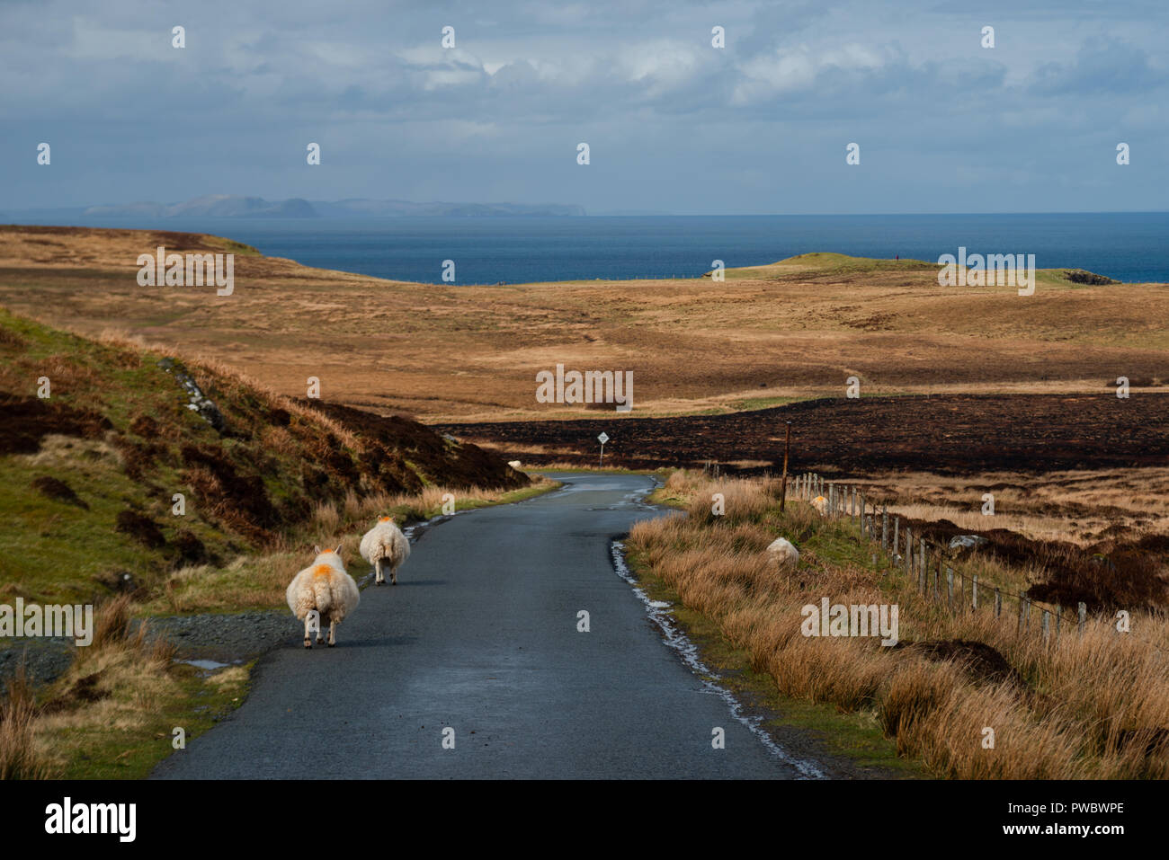 Sheeps on a scenic Road ( a855), on the Isle of Skye, Scotland, Uk ...