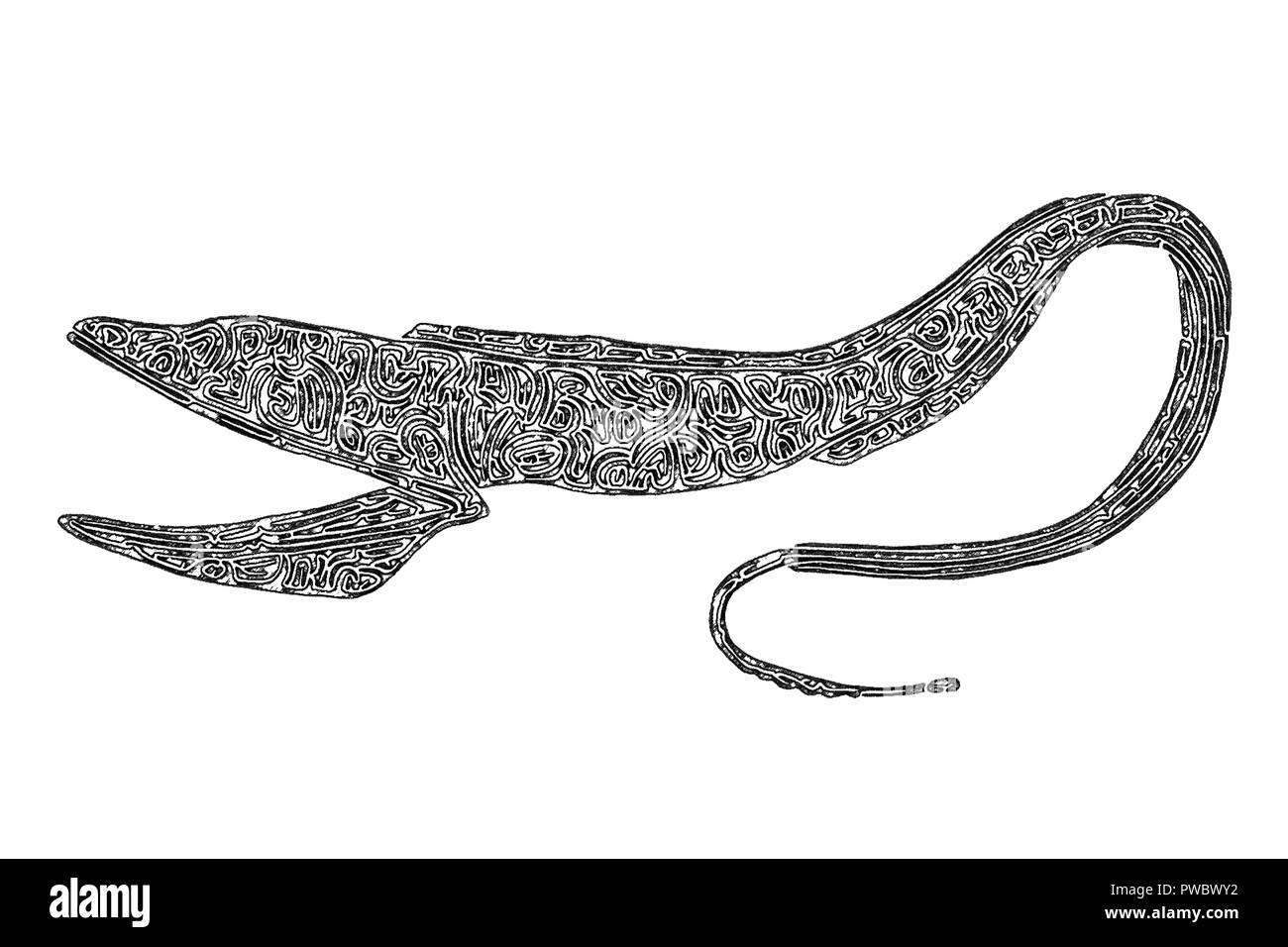 Gulper Eel High Resolution Stock Photography and Images - Alamy
