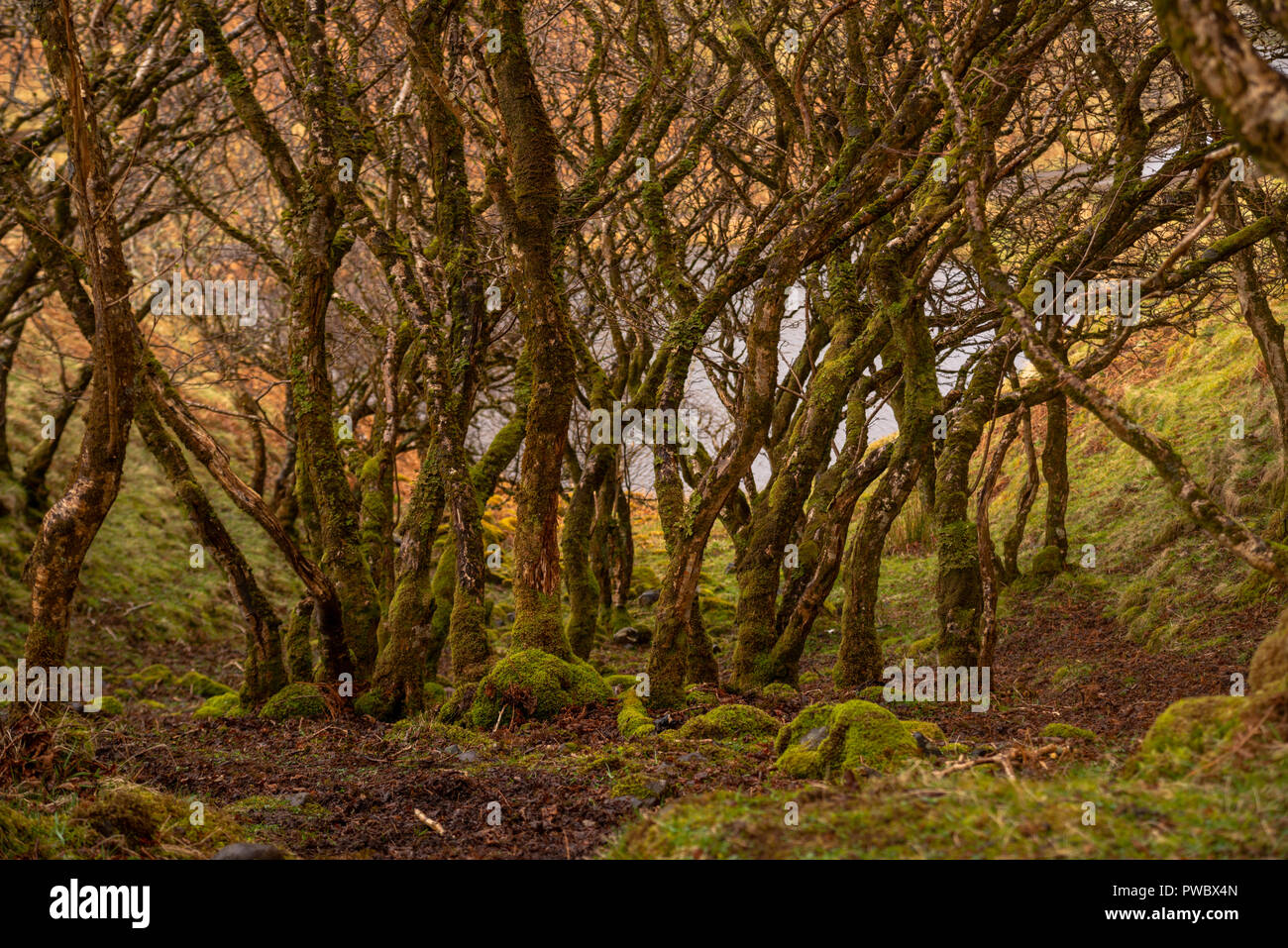 forest at the Fairy Glen, Isle of Skye, Scotland, Uk Stock Photo - Alamy