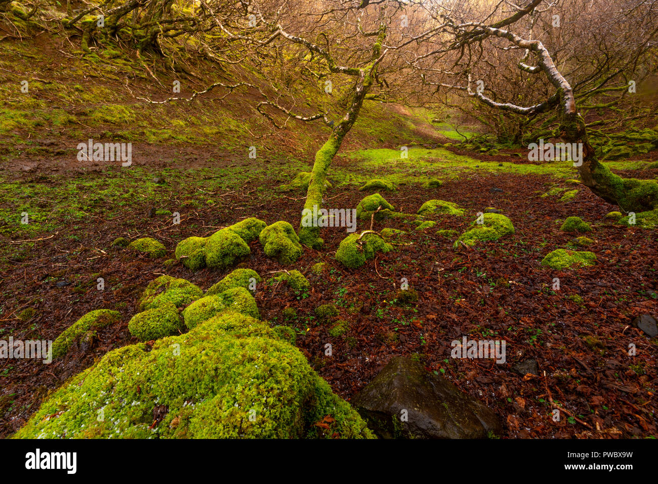 forest at the Fairy Glen, Isle of Skye, Scotland, Uk Stock Photo - Alamy