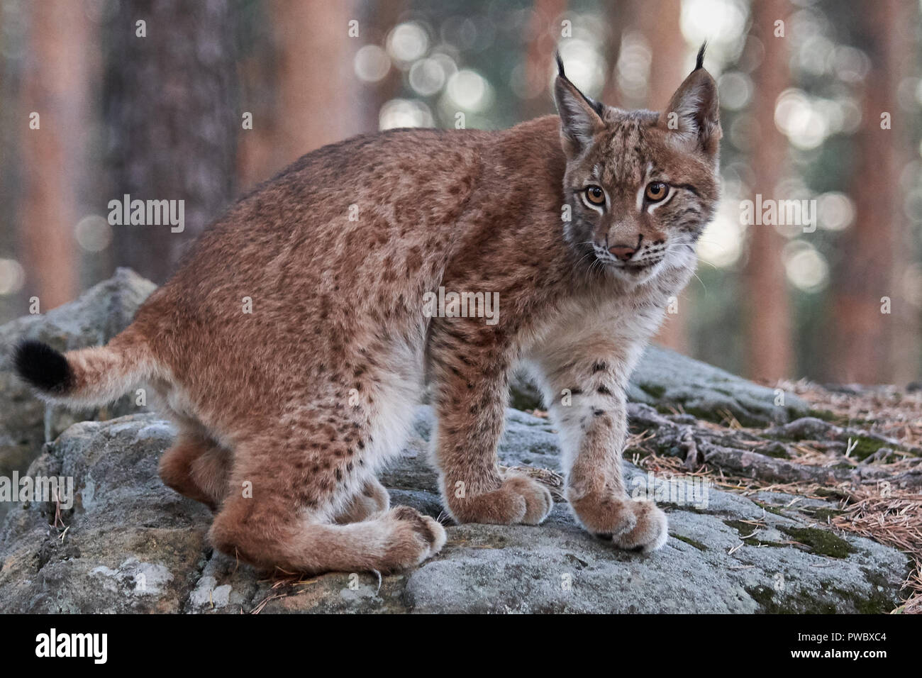 Säugetier,Waldbewohner,Katze,Luchs,Lynx Lynx,Eurasian lynx,Jungtier ...