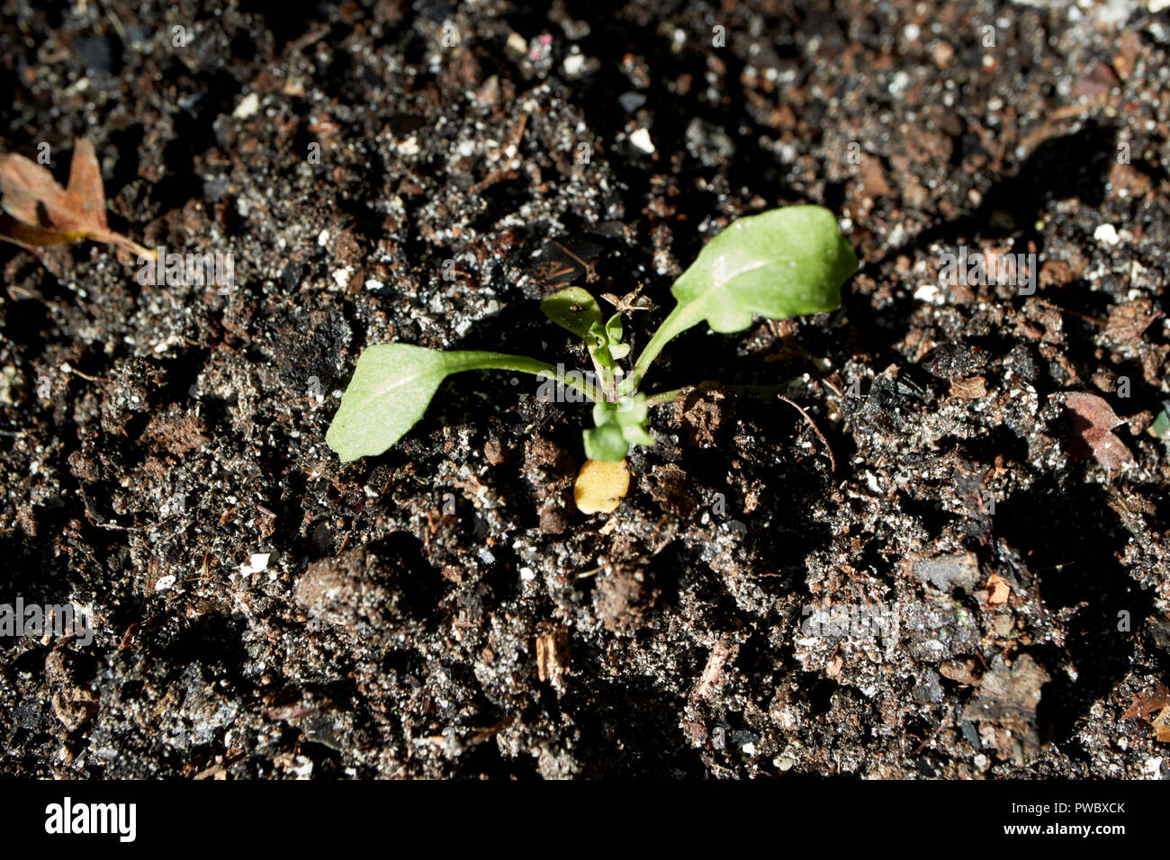 Growing plants hi-res stock photography and images - Alamy