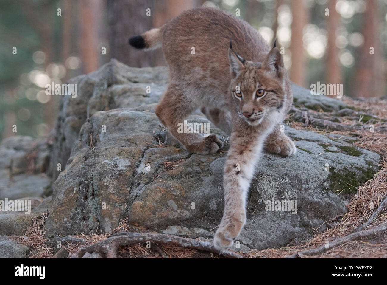 Säugetier,Waldbewohner,Katze,Luchs,Lynx Lynx,Eurasian lynx,Jungtier,male,cub Stock Photo - Alamy