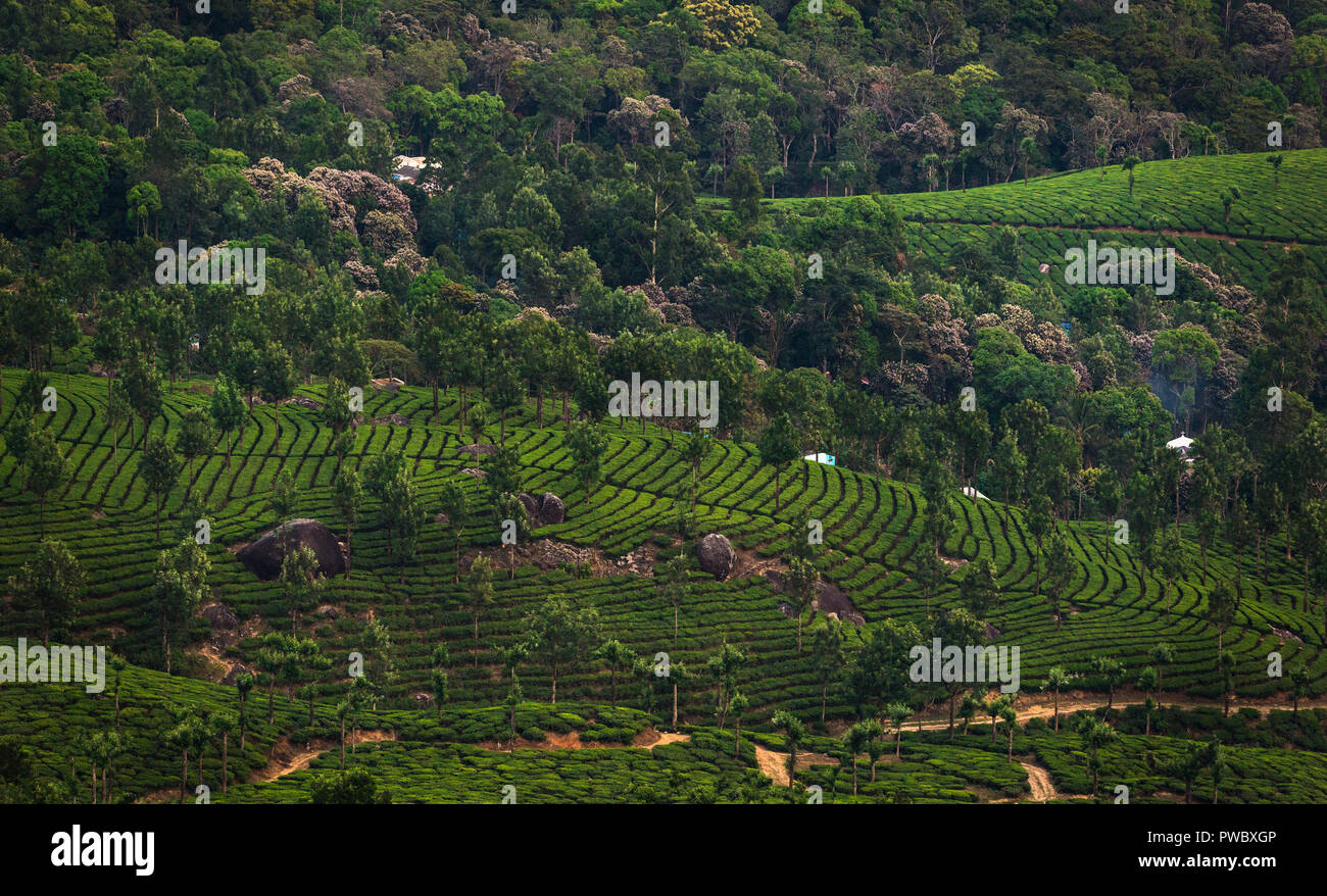Beautiful tea plantations in hi-res stock photography and images - Alamy