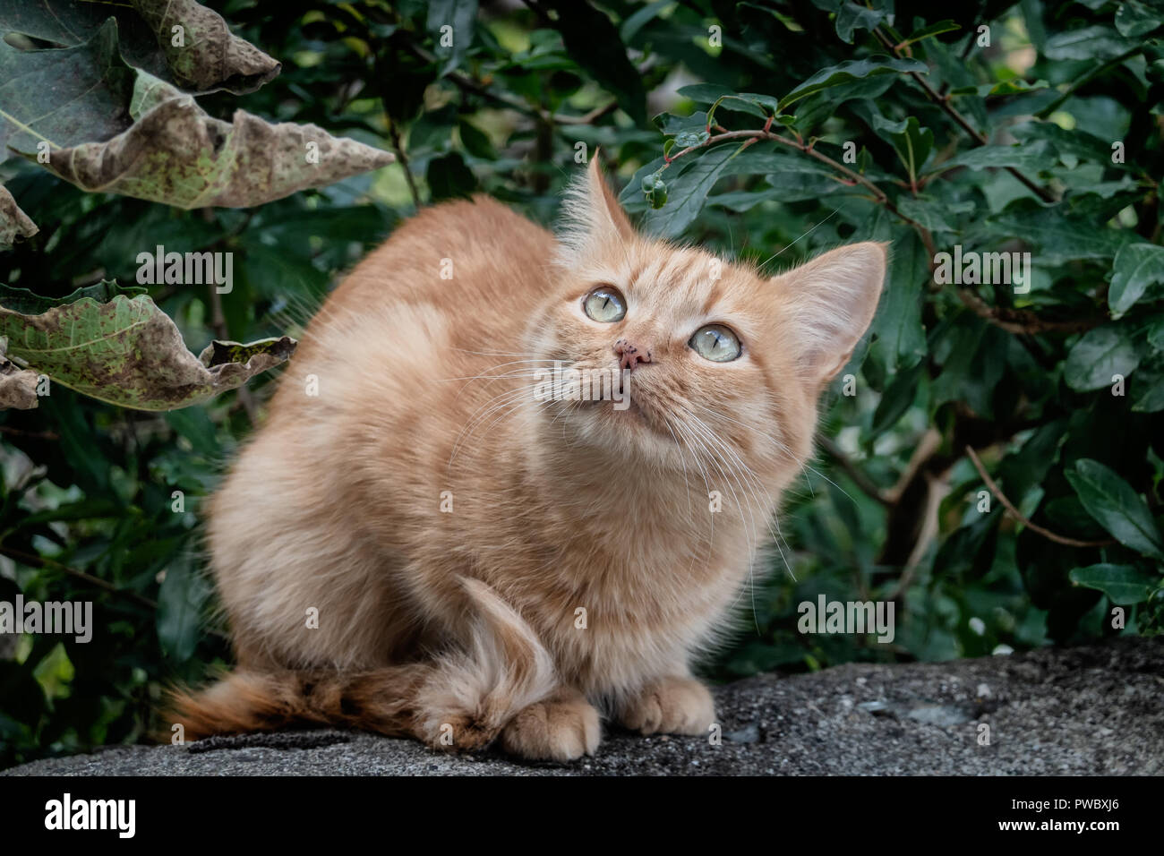 Animal watching feline hi-res stock photography and images - Alamy