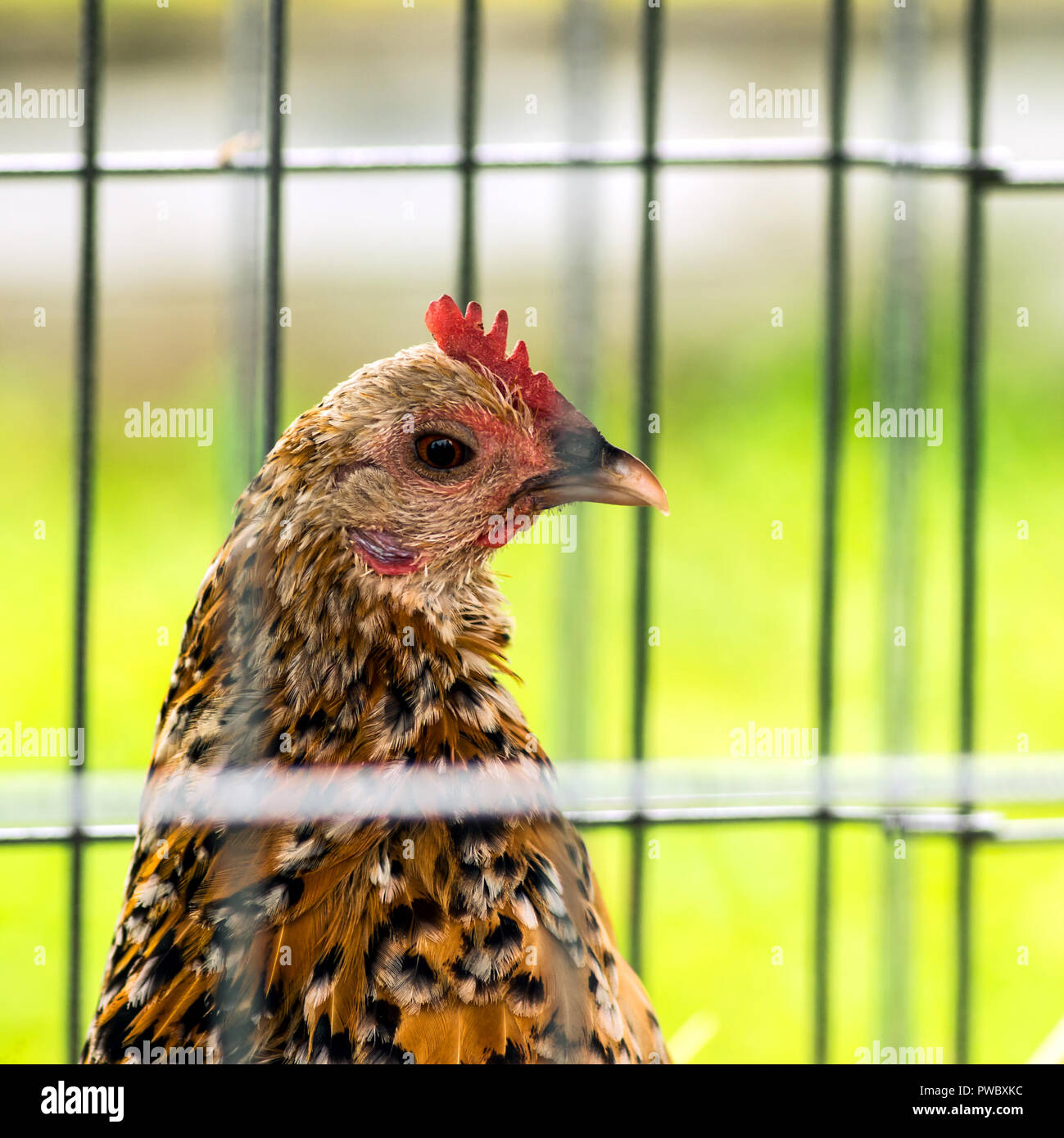 Belgian bantam hen Stock Photo - Alamy