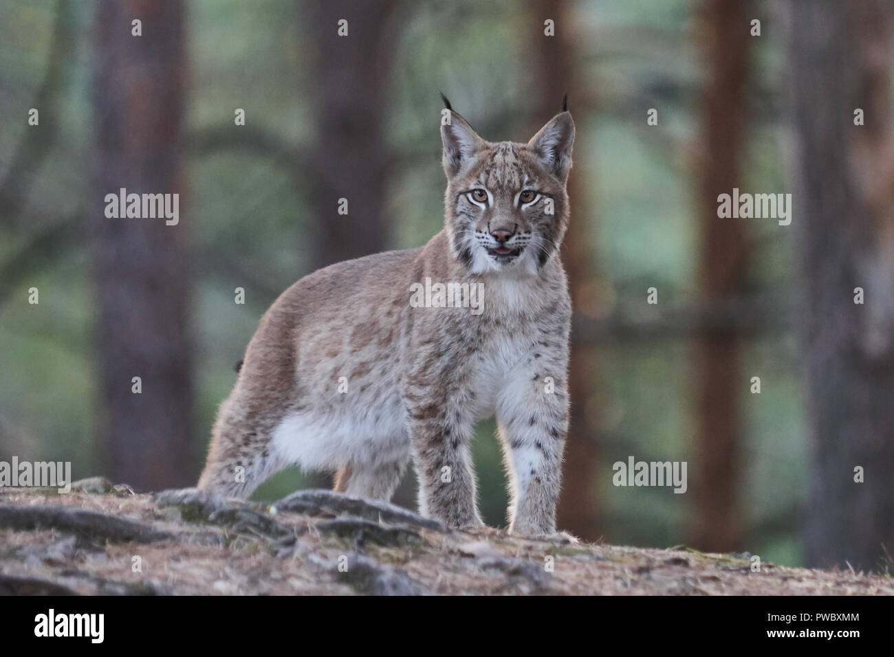 Säugetier,Waldbewohner,Katze,Luchs,Lynx Lynx,Eurasian lynx,Jungtier,male,cub Stock Photo - Alamy